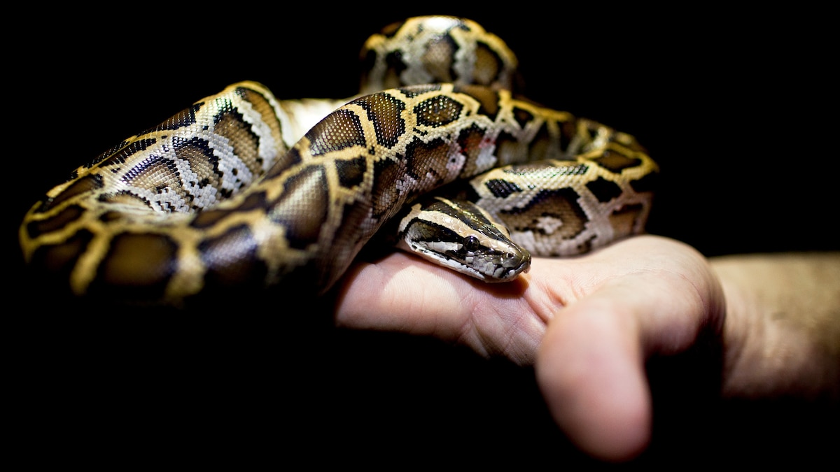 Florida Python Hunt Captures 68 Invasive Snakes
