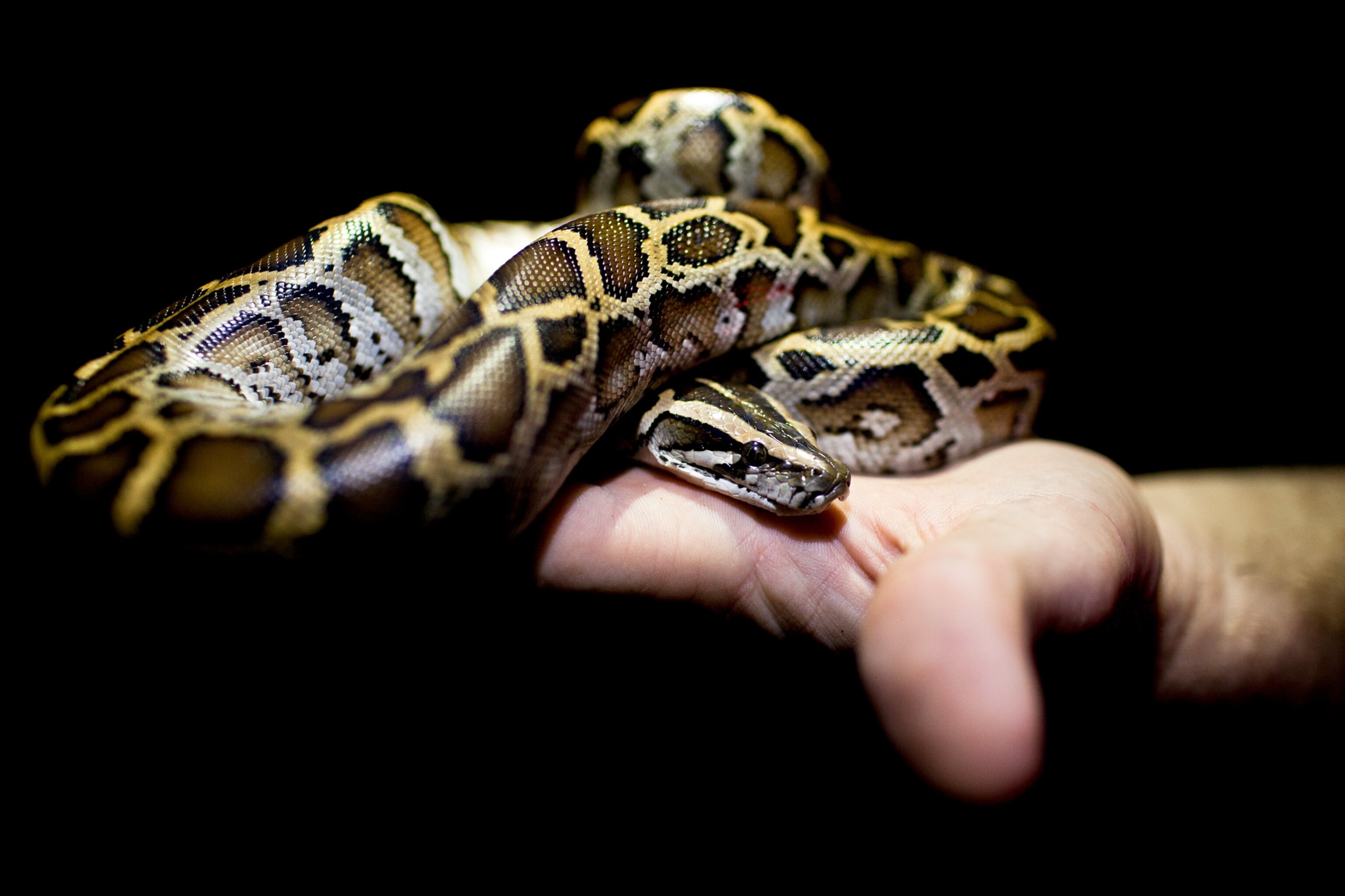 Florida Python Hunt Captures 68 Invasive Snakes