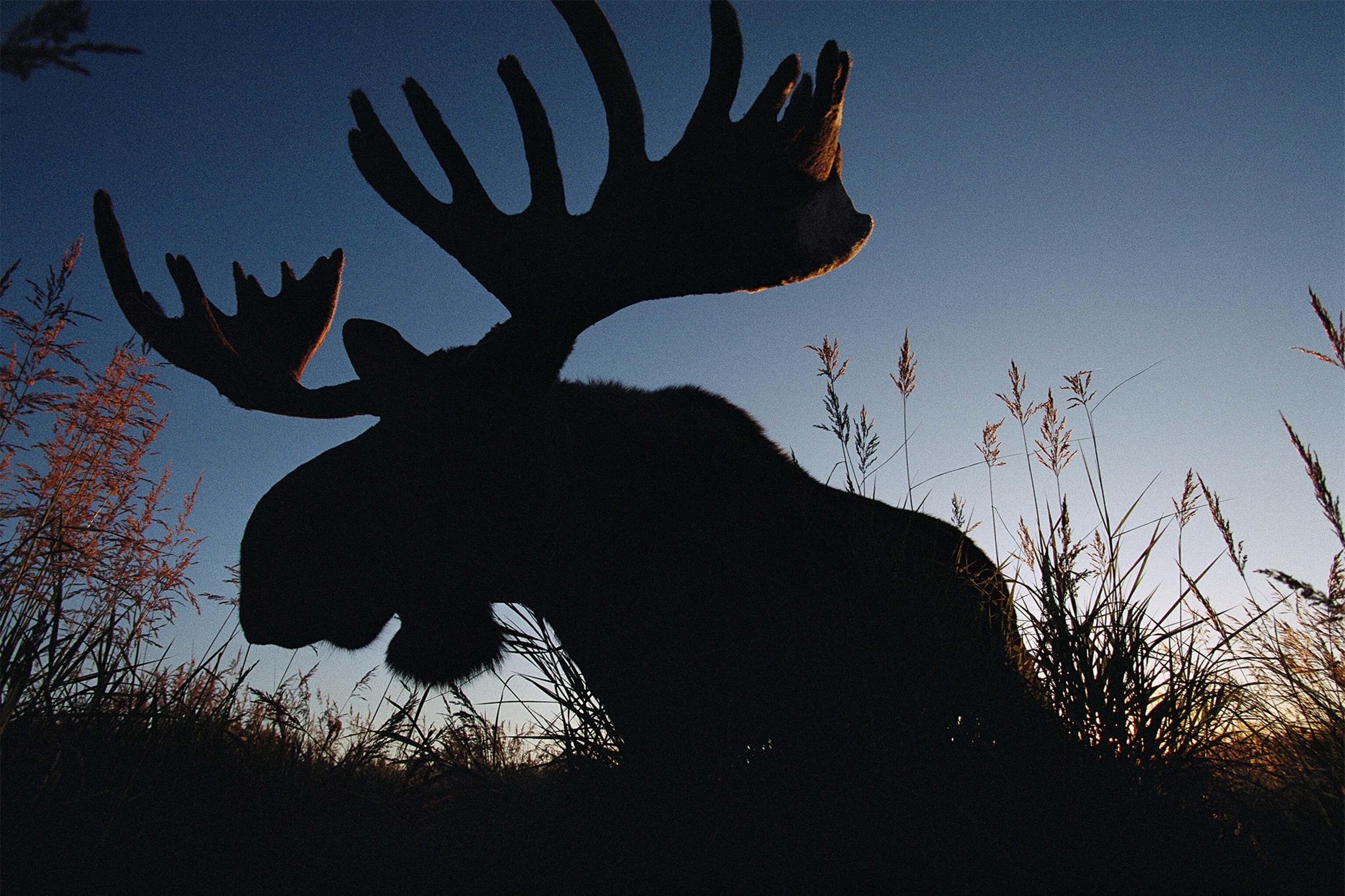 Weird Animal Question of the Week: How Do Moose Get So Big Eating Plants?