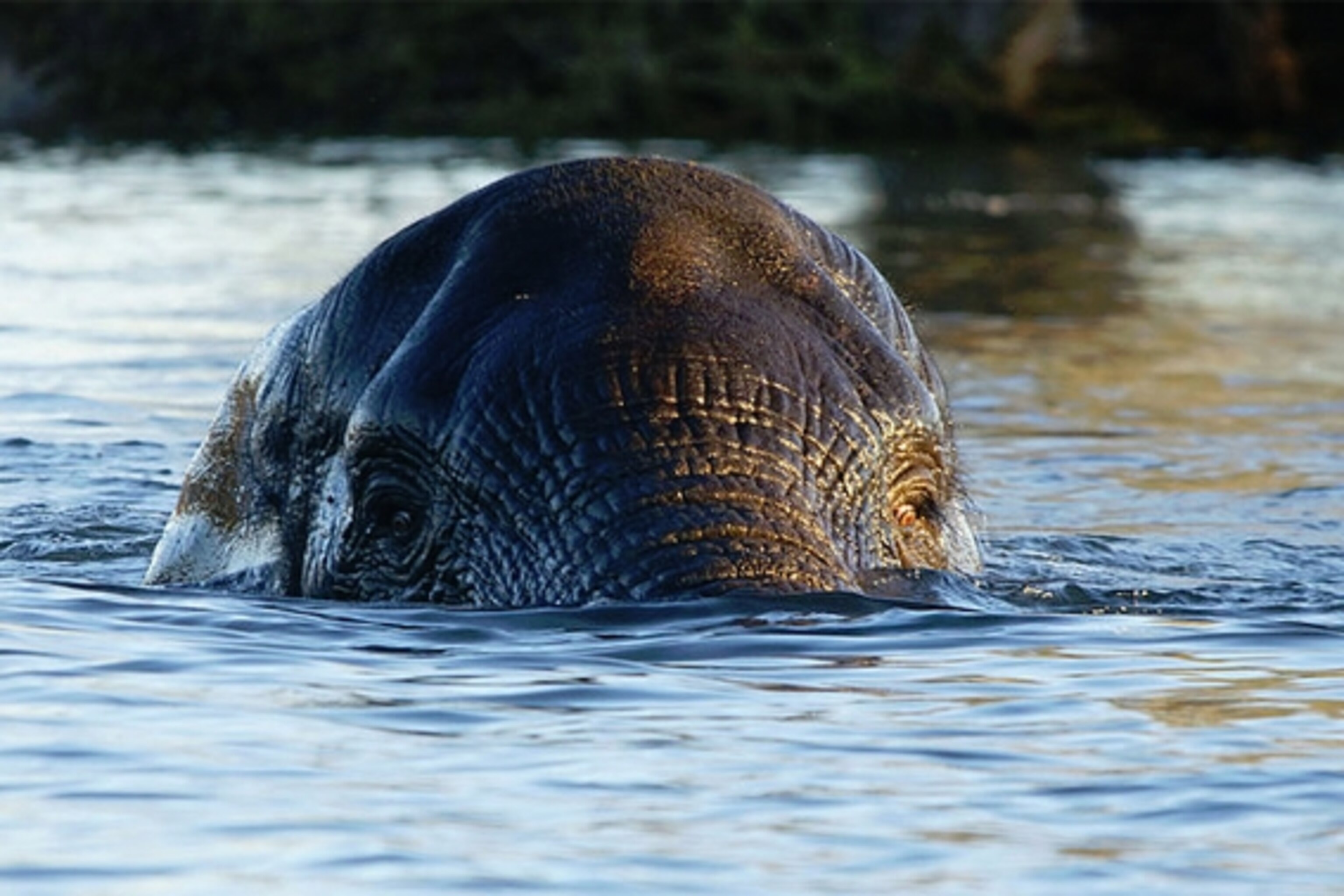 One Protein Shows Elephants and Moles Had Aquatic Ancestors