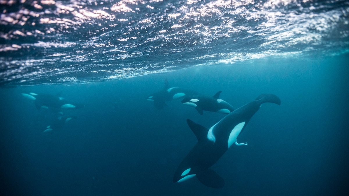 Bacteria That Cause Human Diseases Found in Orca Blowholes | National ...