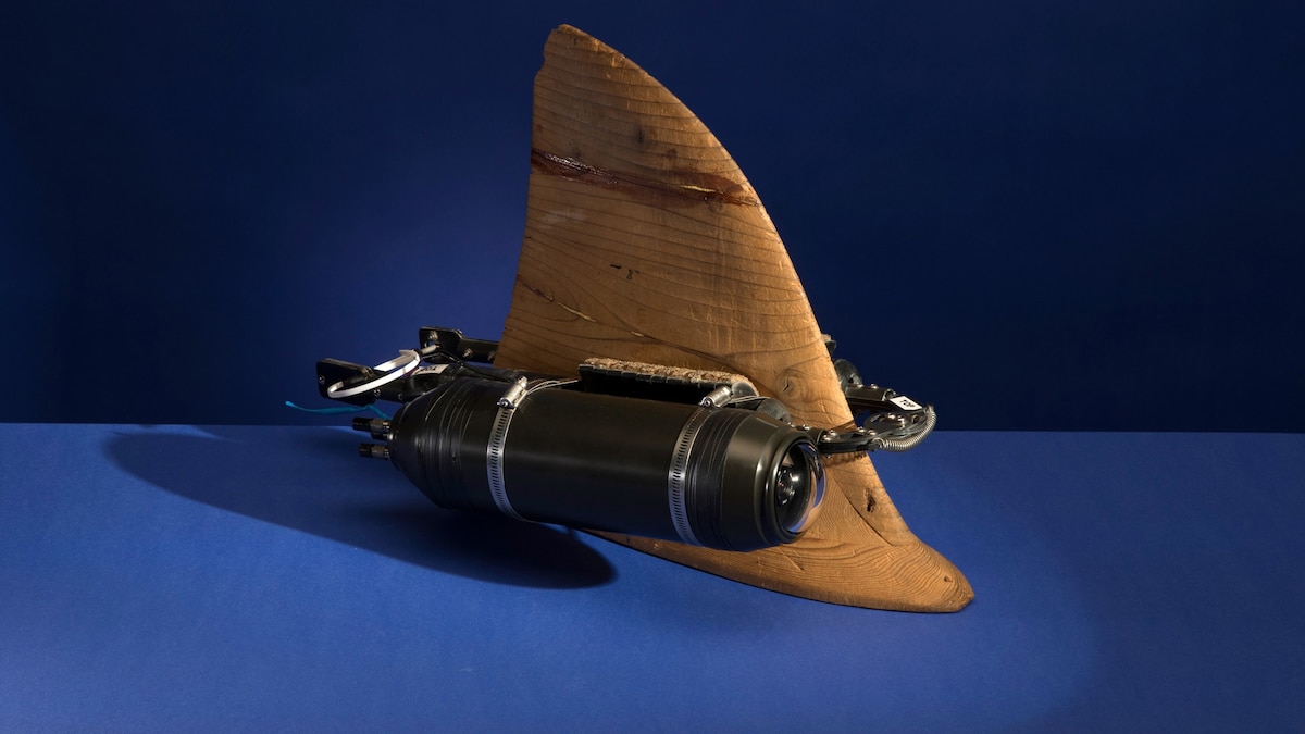 The National Geographic Inventions That Changed Wildlife Photography ...