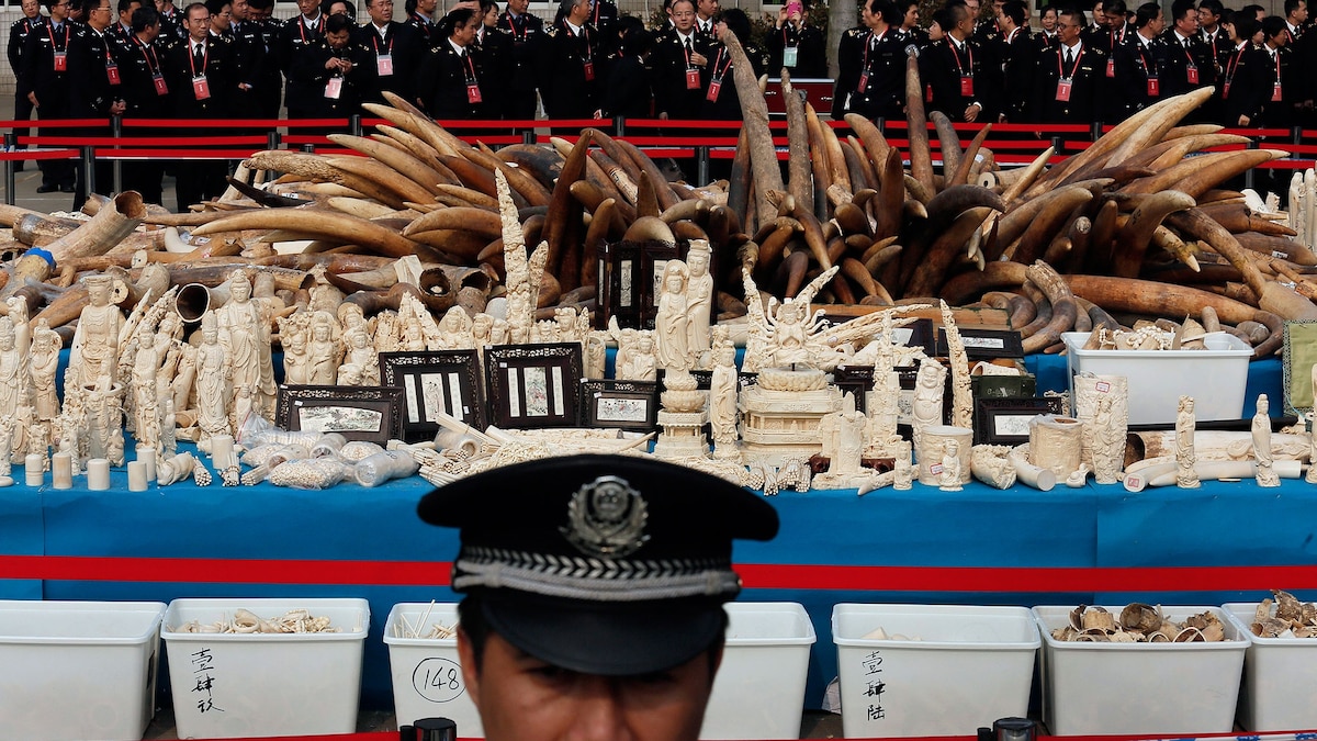 China Pledges to Do More—But Is It Enough to Stop Elephant Poaching ...
