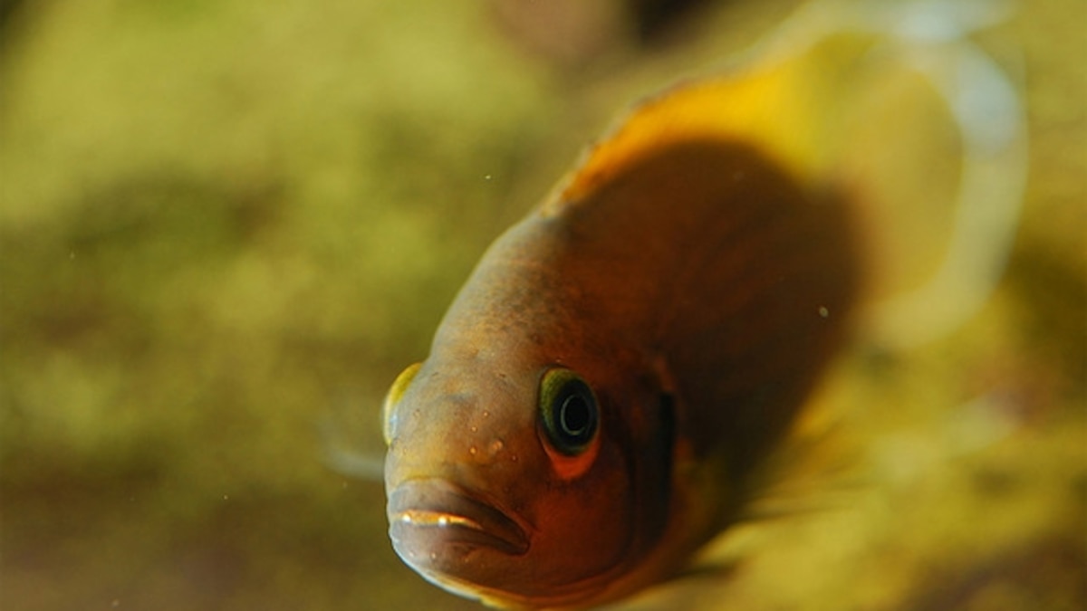 Not a hug hormone – fish version of oxytocin acts as social spotlight ...