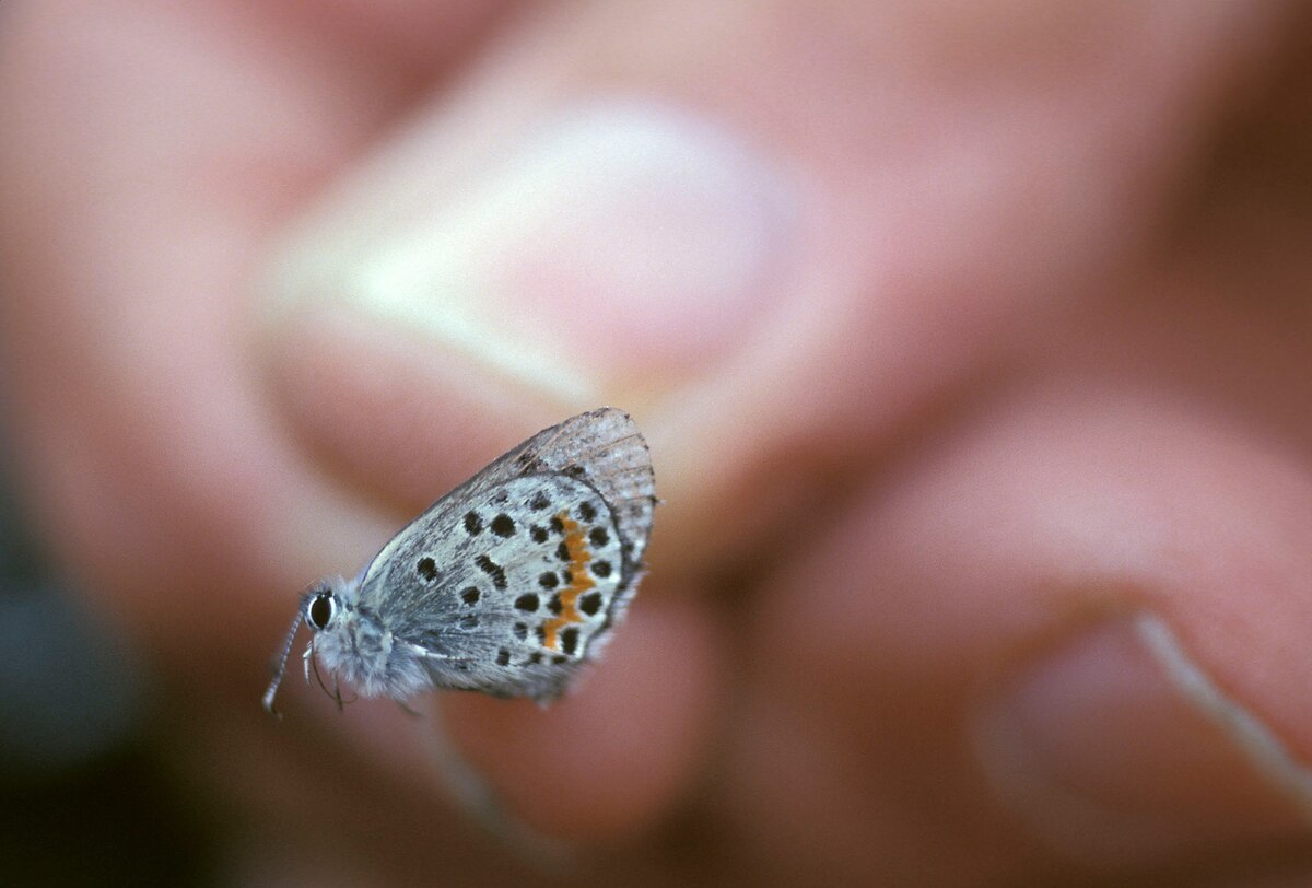 Rare Butterflies Flying High at Los Angeles Airport