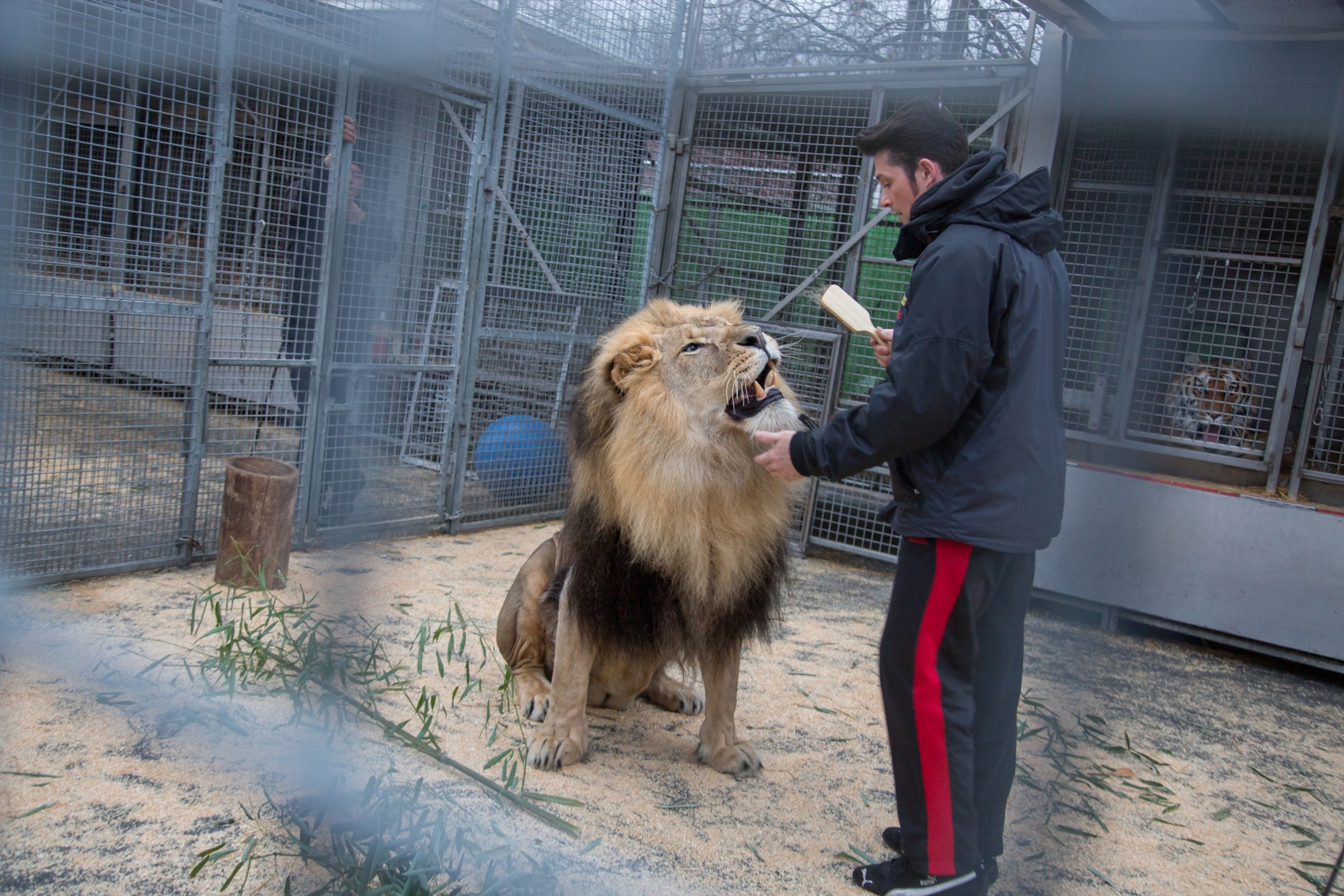 Ringling’s End Could Mean Freedom For All U.S. Circus Animals