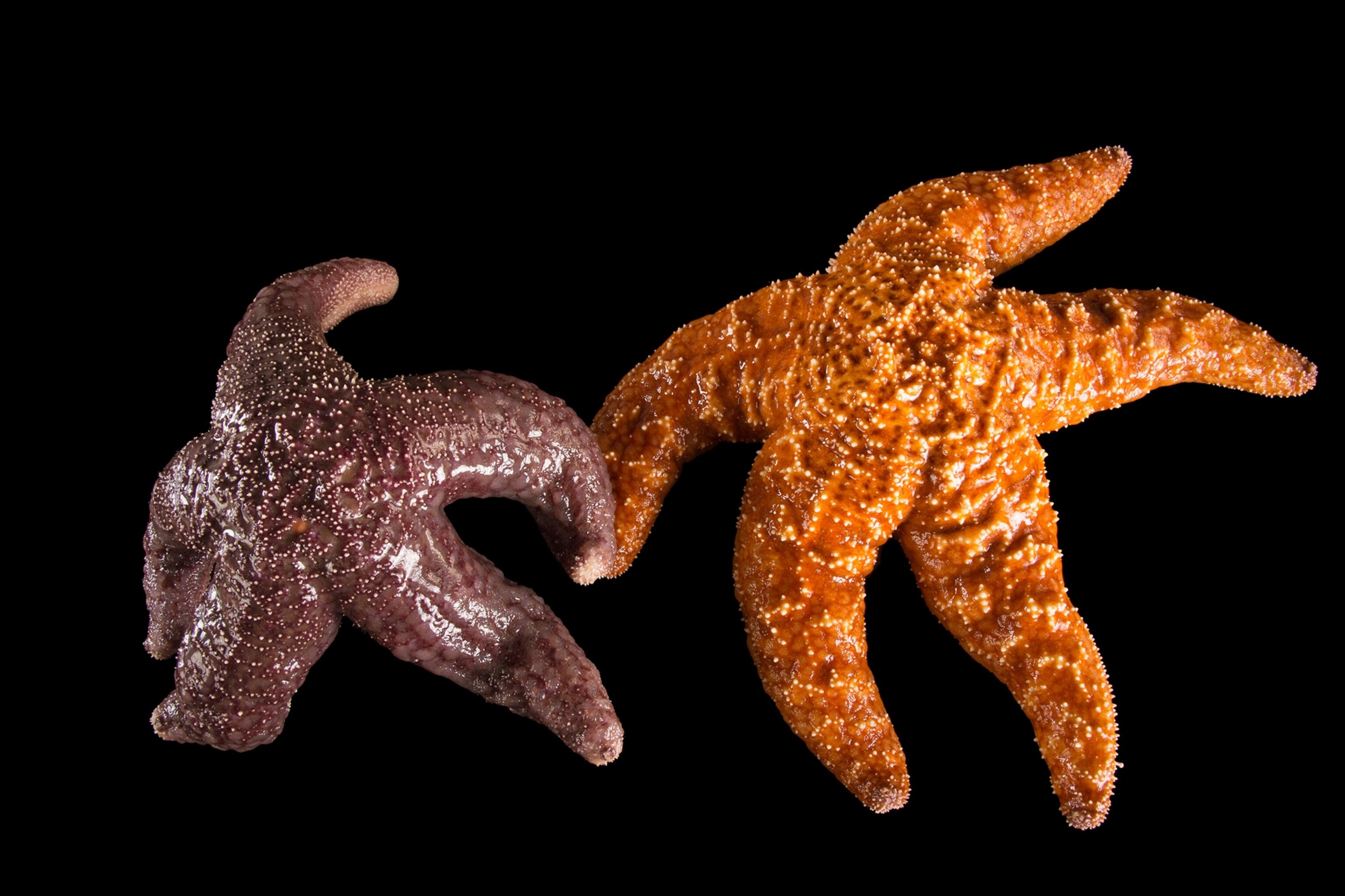 Keystone species, facts and photos