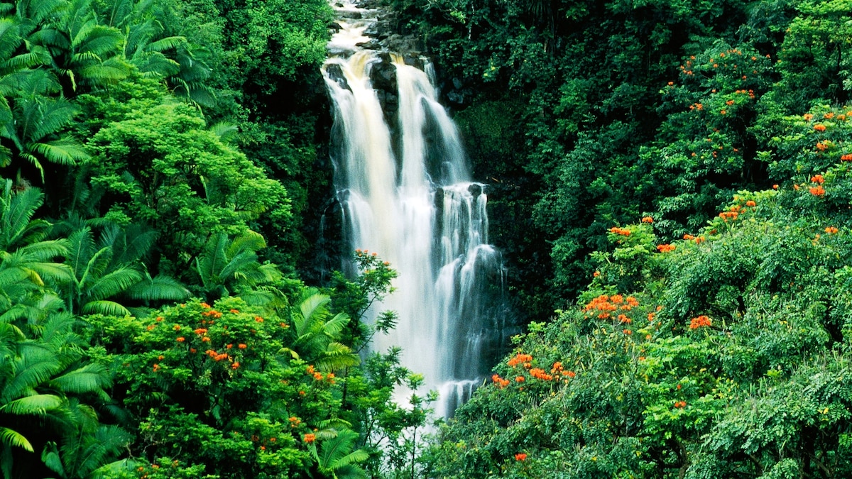 How Fish Evolved to Climb Waterfalls With Their Mouths | National ...