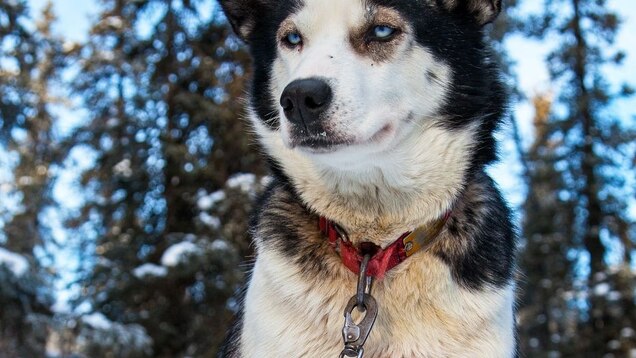 What Breeds Are In A Sled Dog