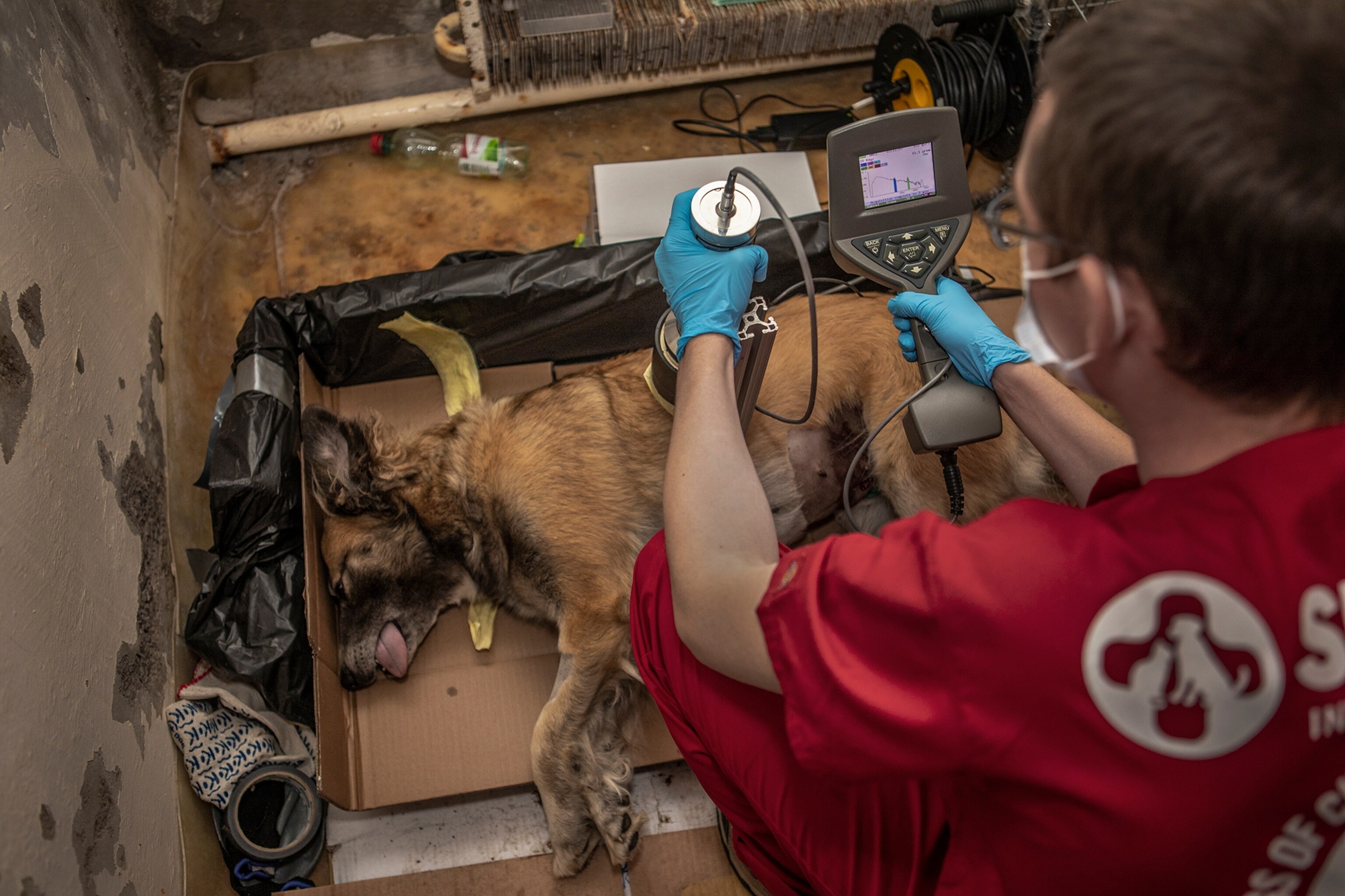 Radioactive dogs? What we can learn from Chernobyl's strays