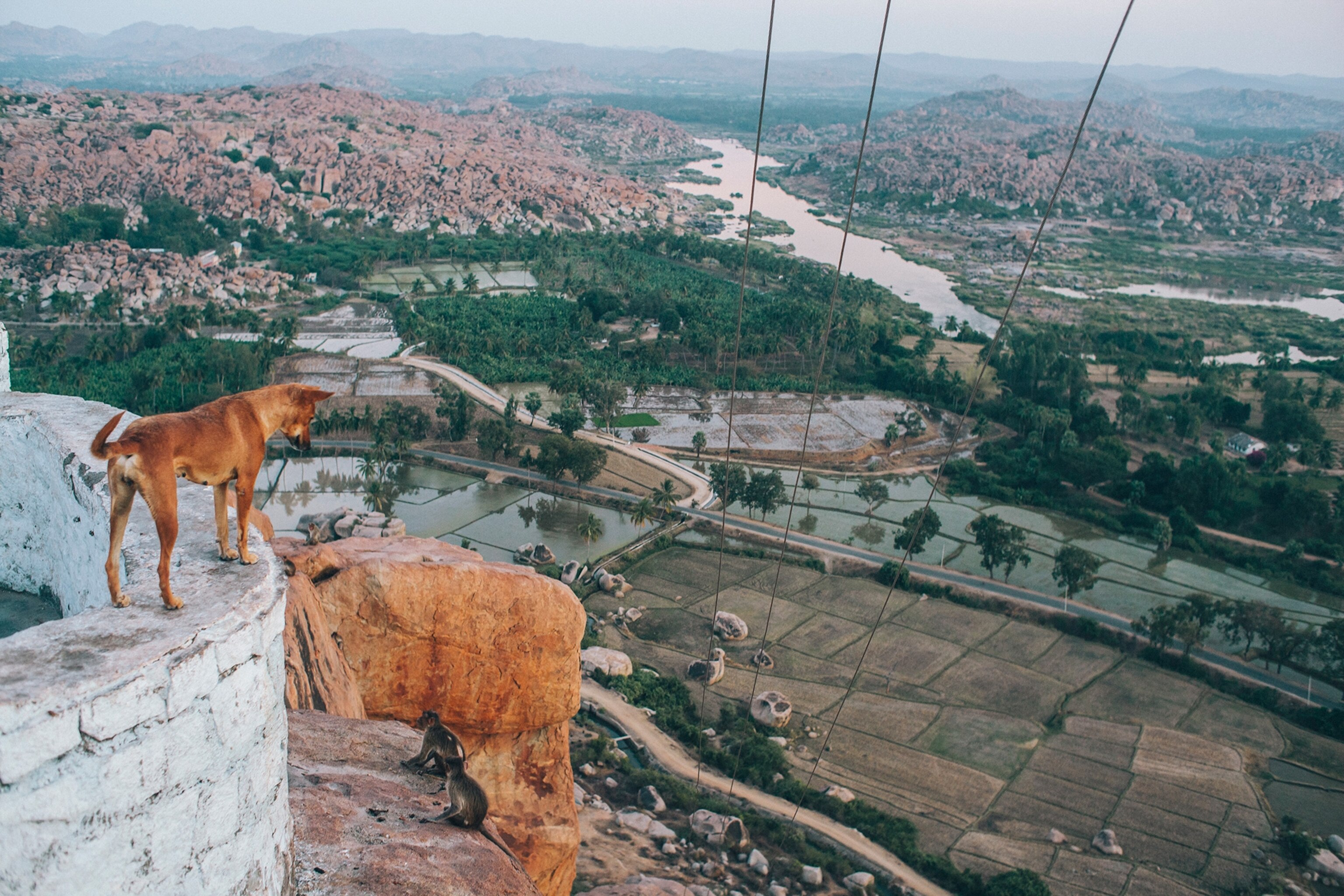 ‘The new cool’: Adopting street dogs is gaining popularity in India