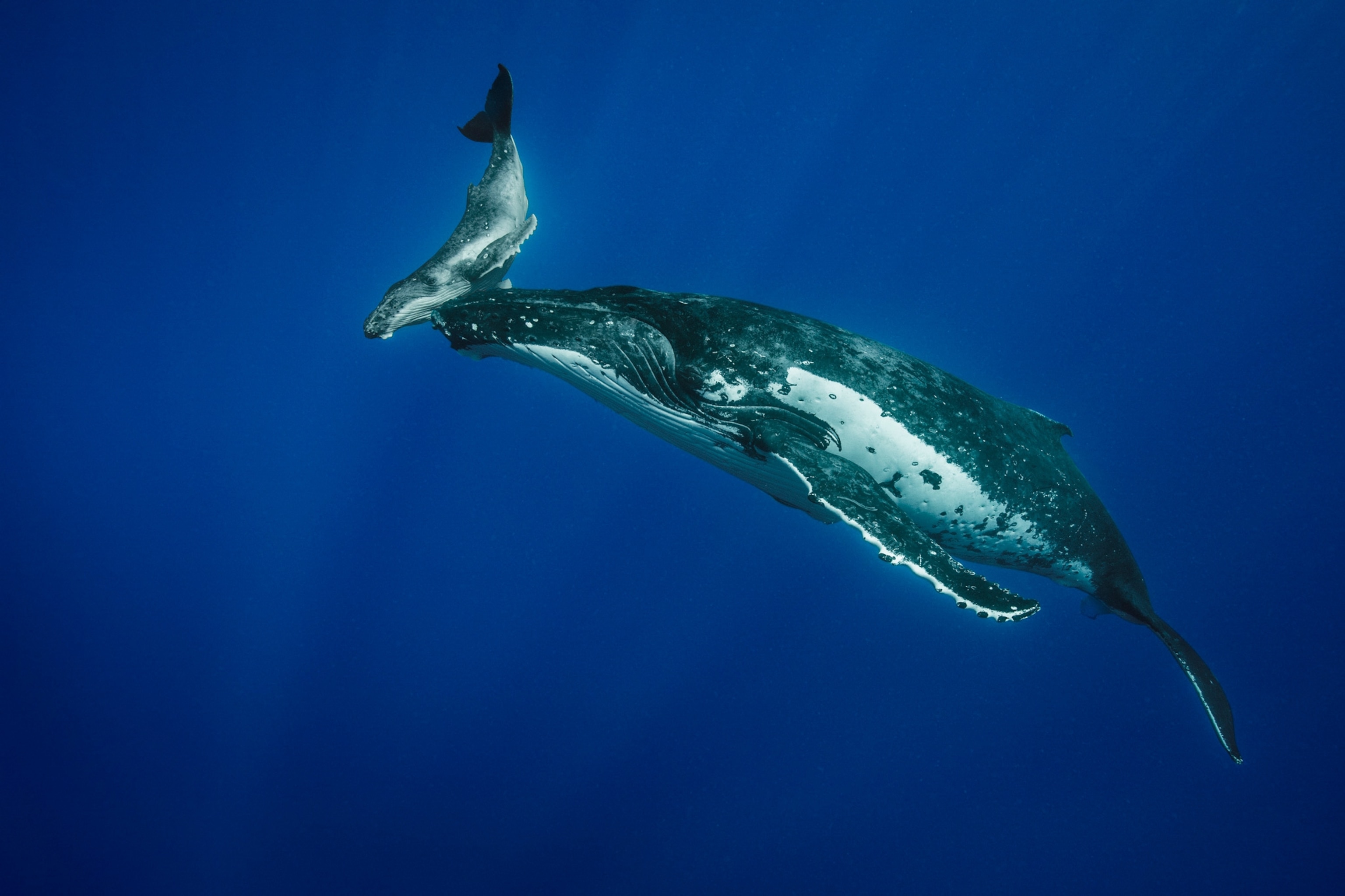 Humpback whales face a major setback from climate change