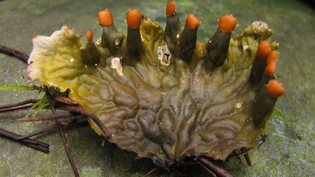 The surprisingly toxic world of lichens | National Geographic