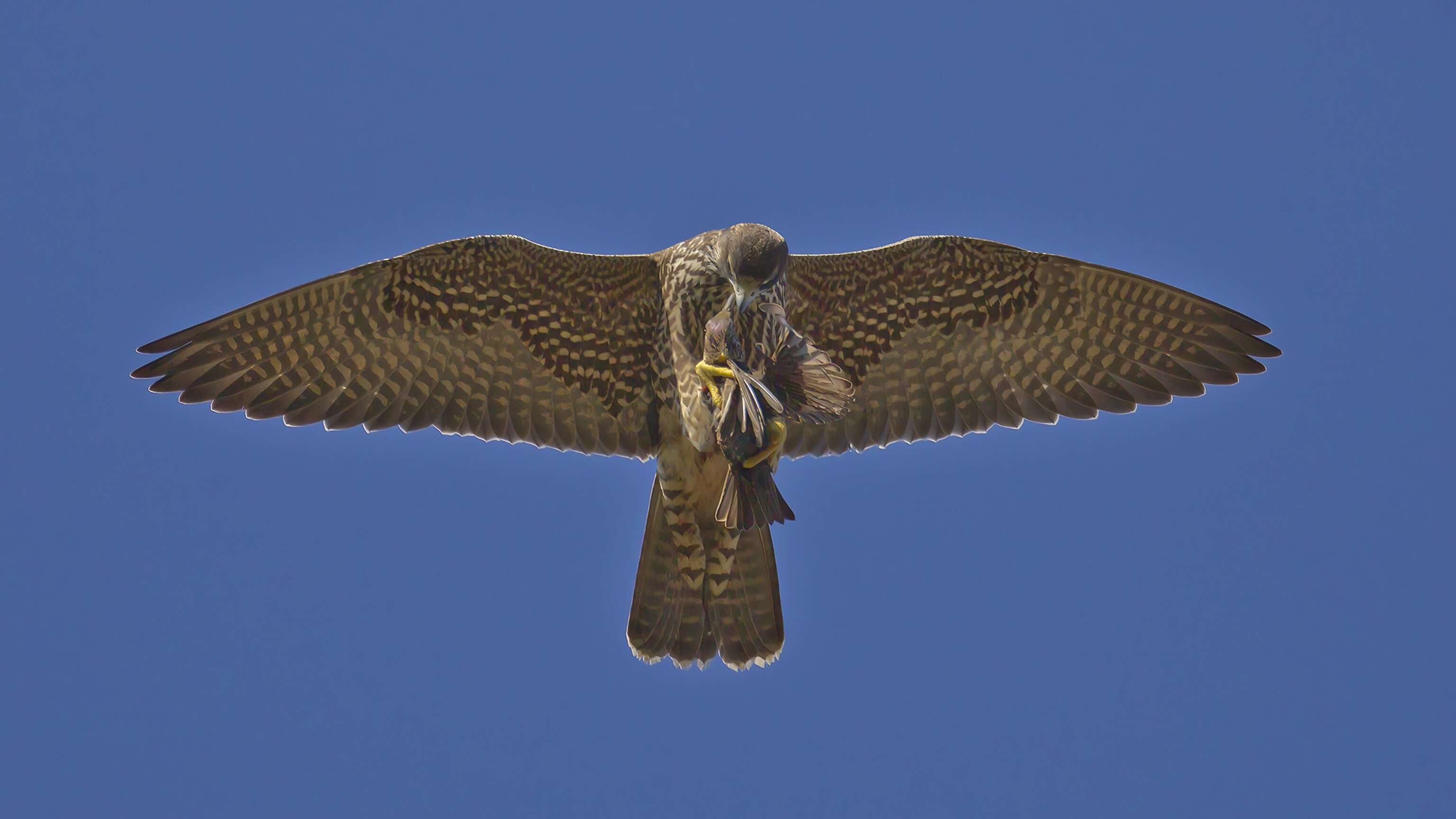 These birds flock in mesmerizing swarms of thousands—but why is still a ...