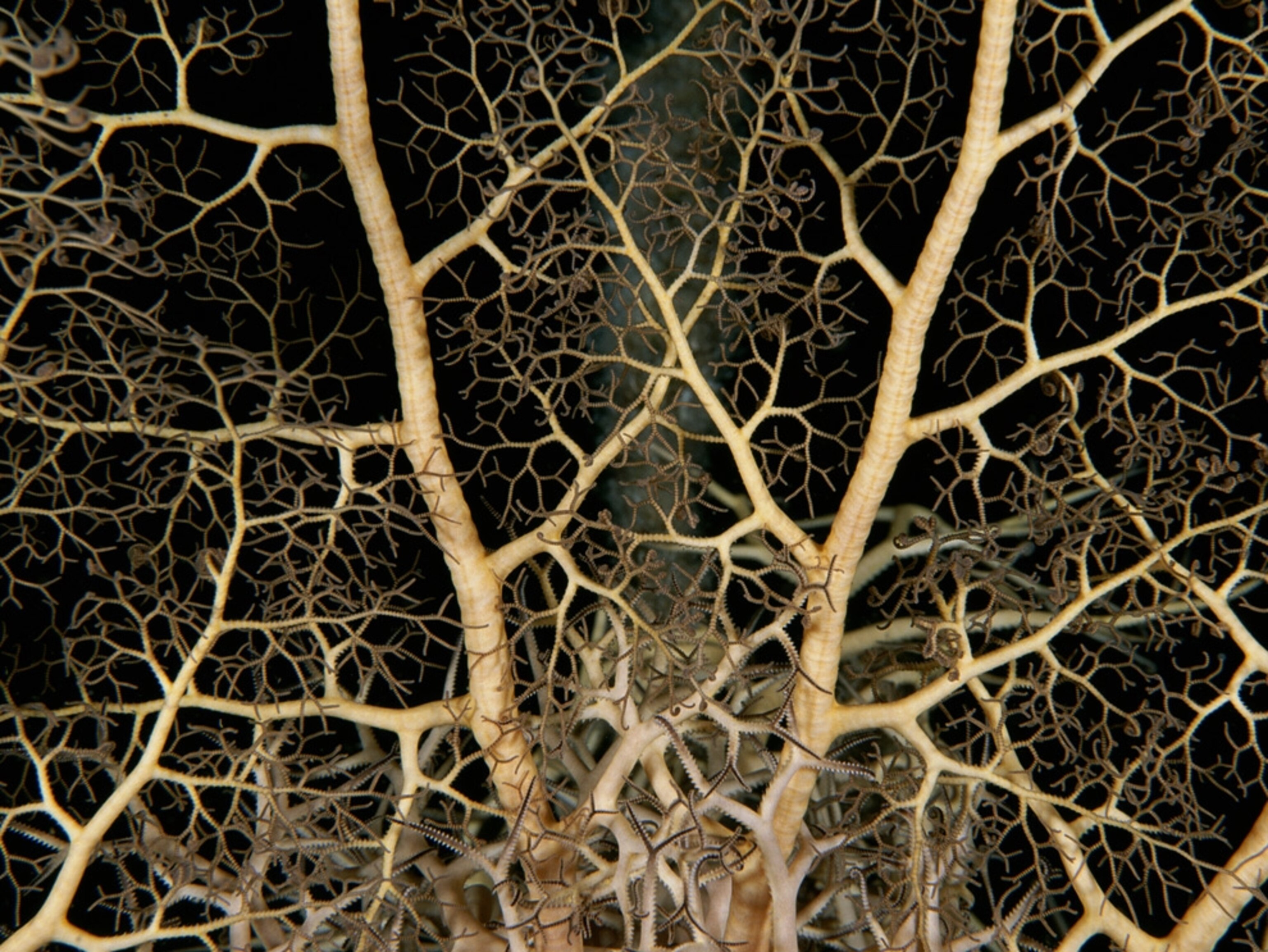 Mysterious Earth Pattern Pictures, Mysterious Earth Pattern Photos ...