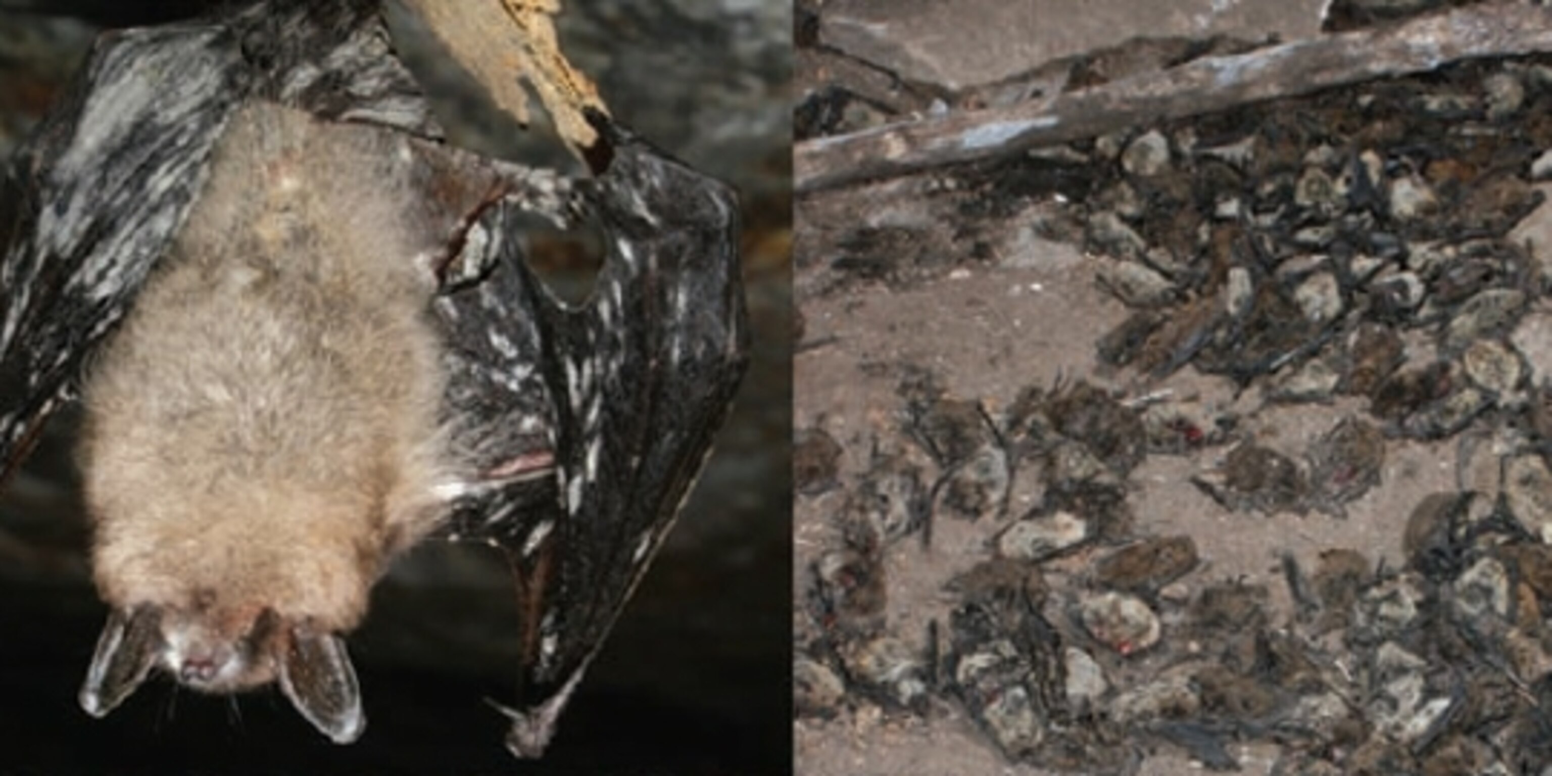 Pocket Science – lessons from spongy genomes, and a deadly bat-killing ...