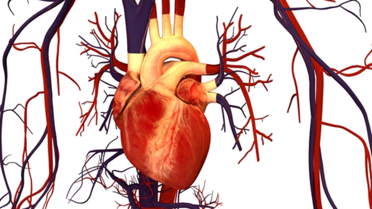 Will we ever be able to heal damaged hearts? | National Geographic