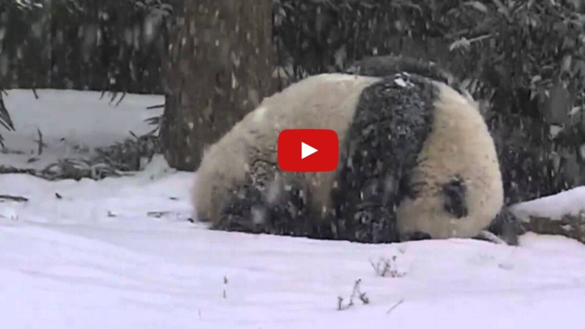 Panda Playing in Snow Goes Viral: How Do Zoos Plan for Weather?
