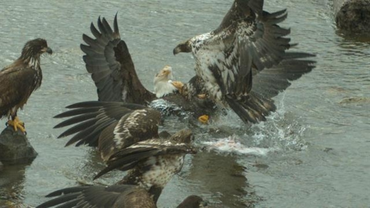 Ferocious Eagle Attack Captured in Slow Motion in Alaska | National Geographic