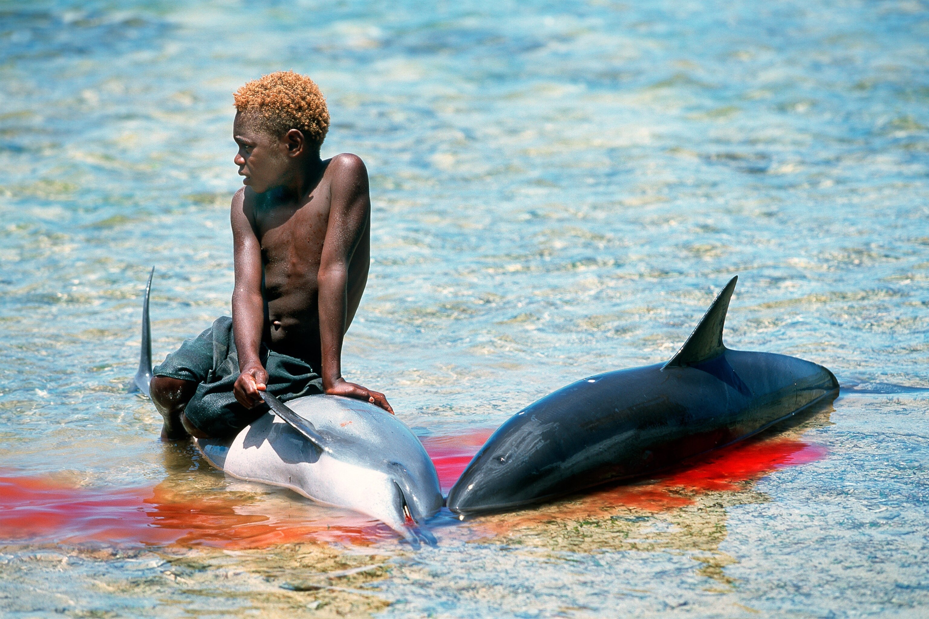 First Dolphins Killed in Japan's Notorious Taiji Hunt Featured in 'The ...