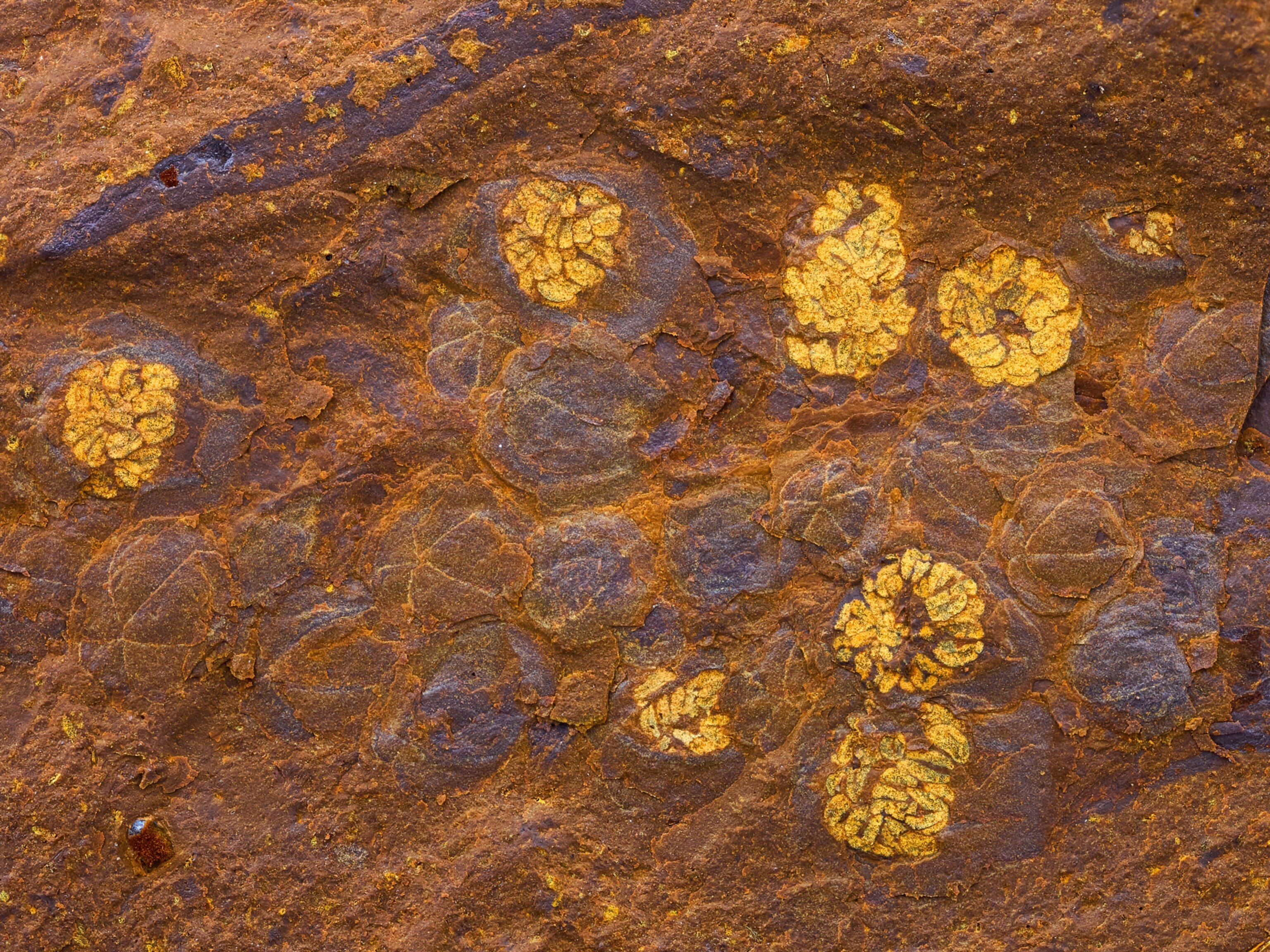 See the spectacular fossils from a newly discovered prehistoric rainforest