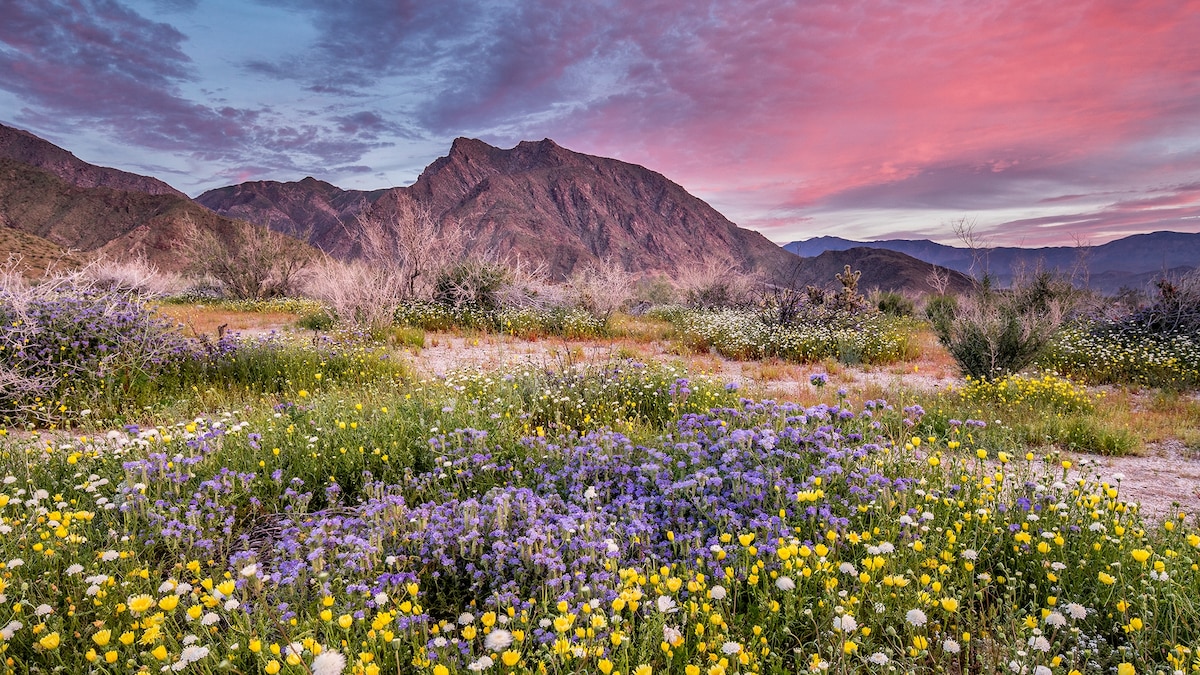 Where to find the first flowers of spring | National Geographic