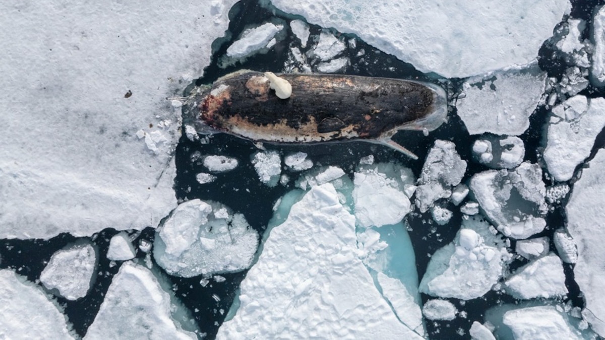 Stunning rare images of polar bear scavenging on a sperm whale captured ...