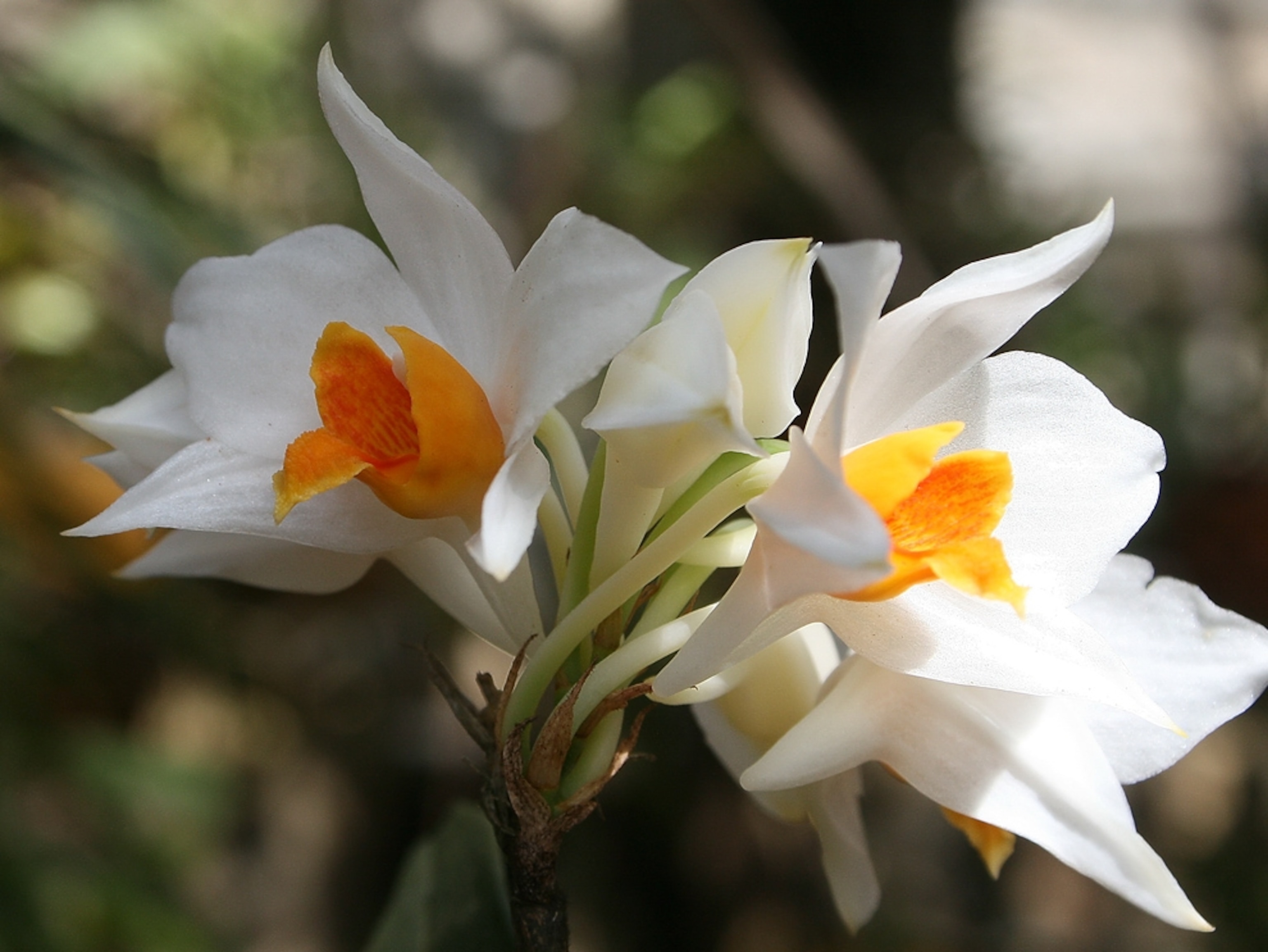 Photos: "Elvis Monkey," Cloning Lizard Among New Mekong Species ...