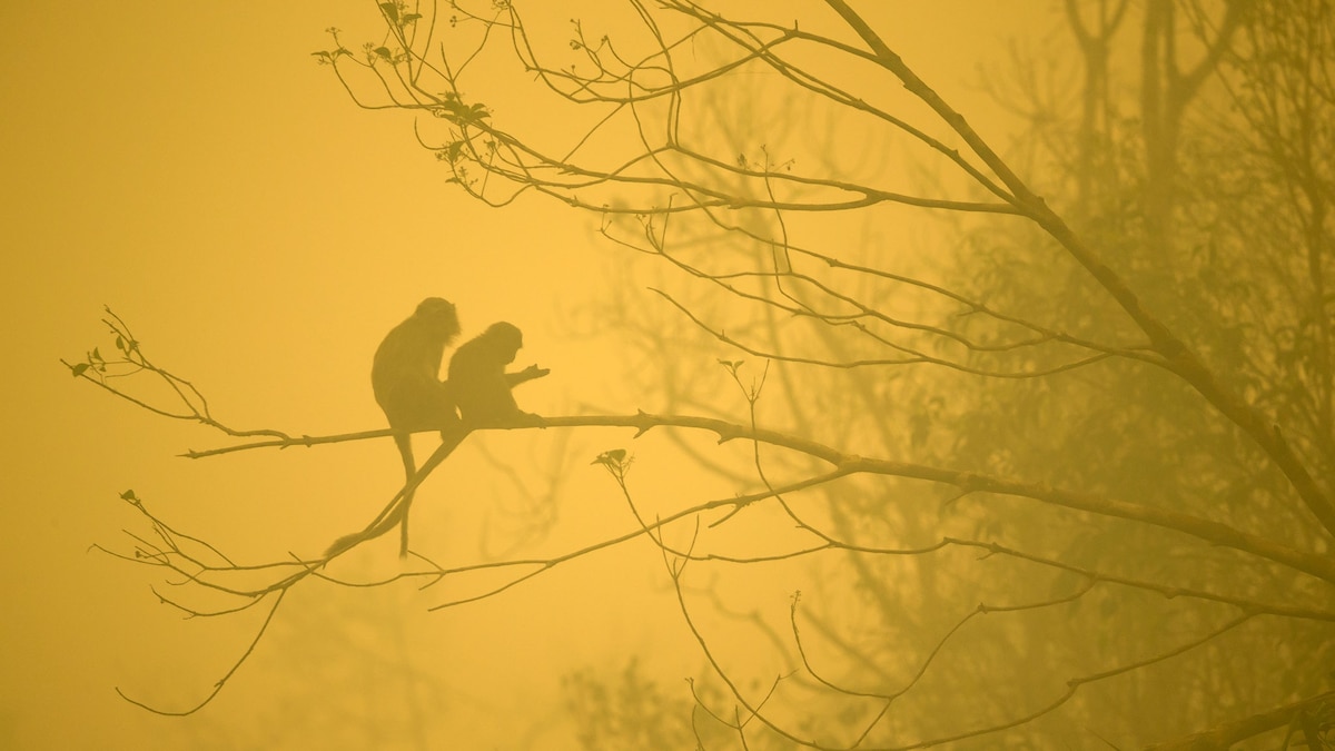 How does wildfire smoke affect wildlife? Here's what we know | National ...