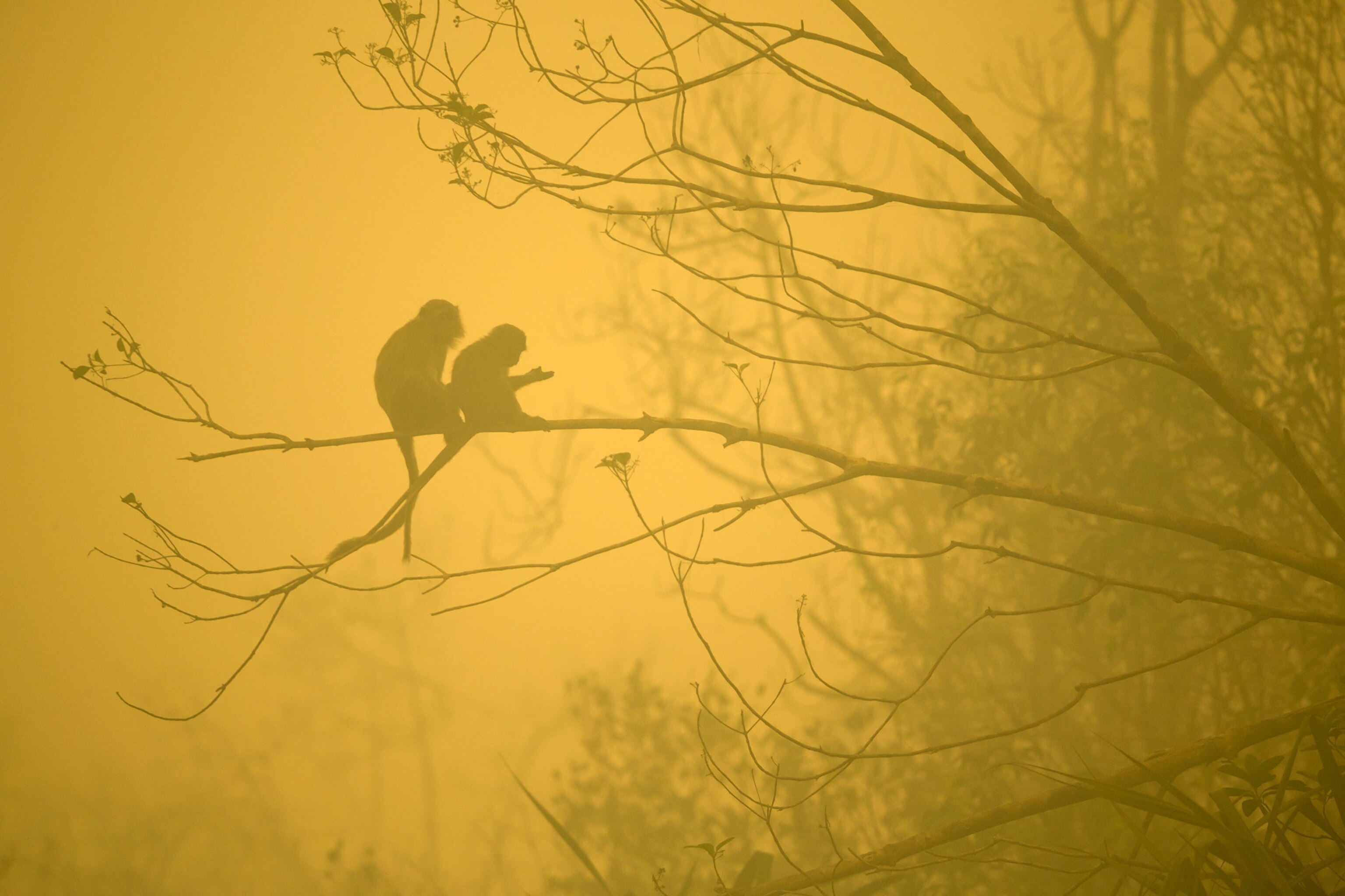 How does wildfire smoke affect wildlife? Here's what we know