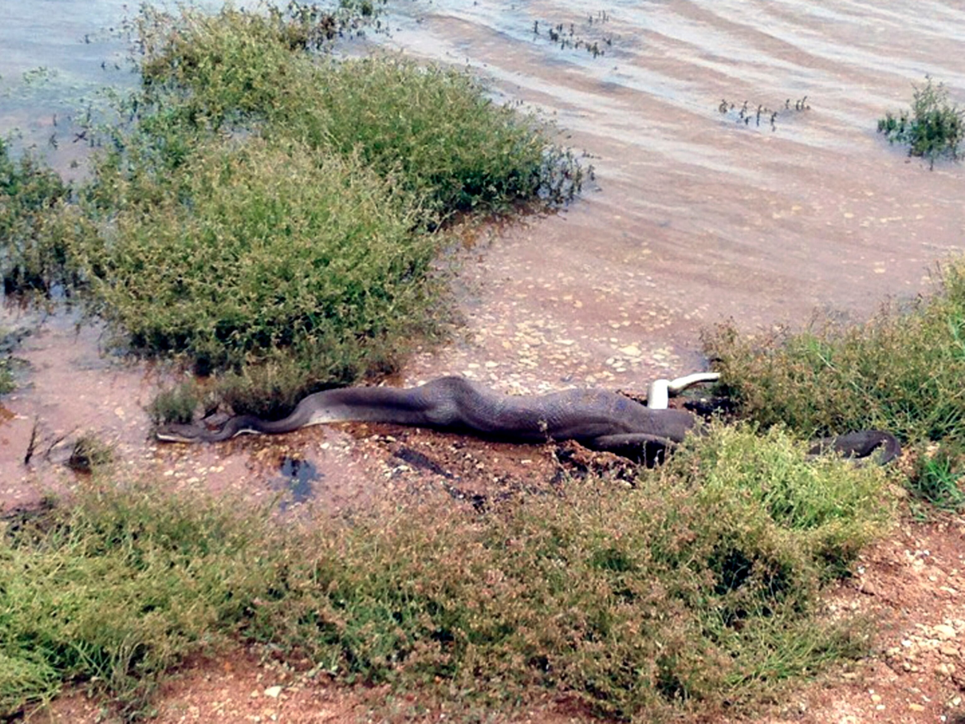 Pictures: How a Python Can Swallow a Crocodile