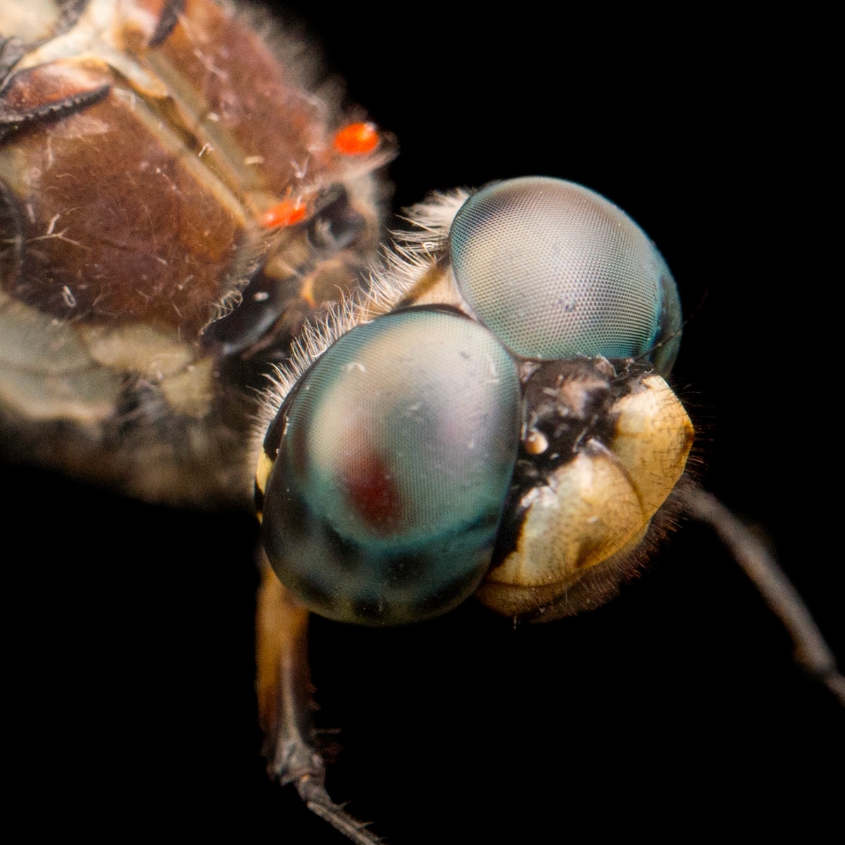 Dragonflies, facts and photos