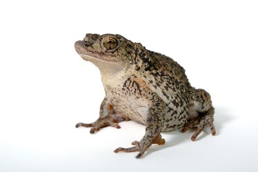 Puerto Rican crested toad, facts and photos