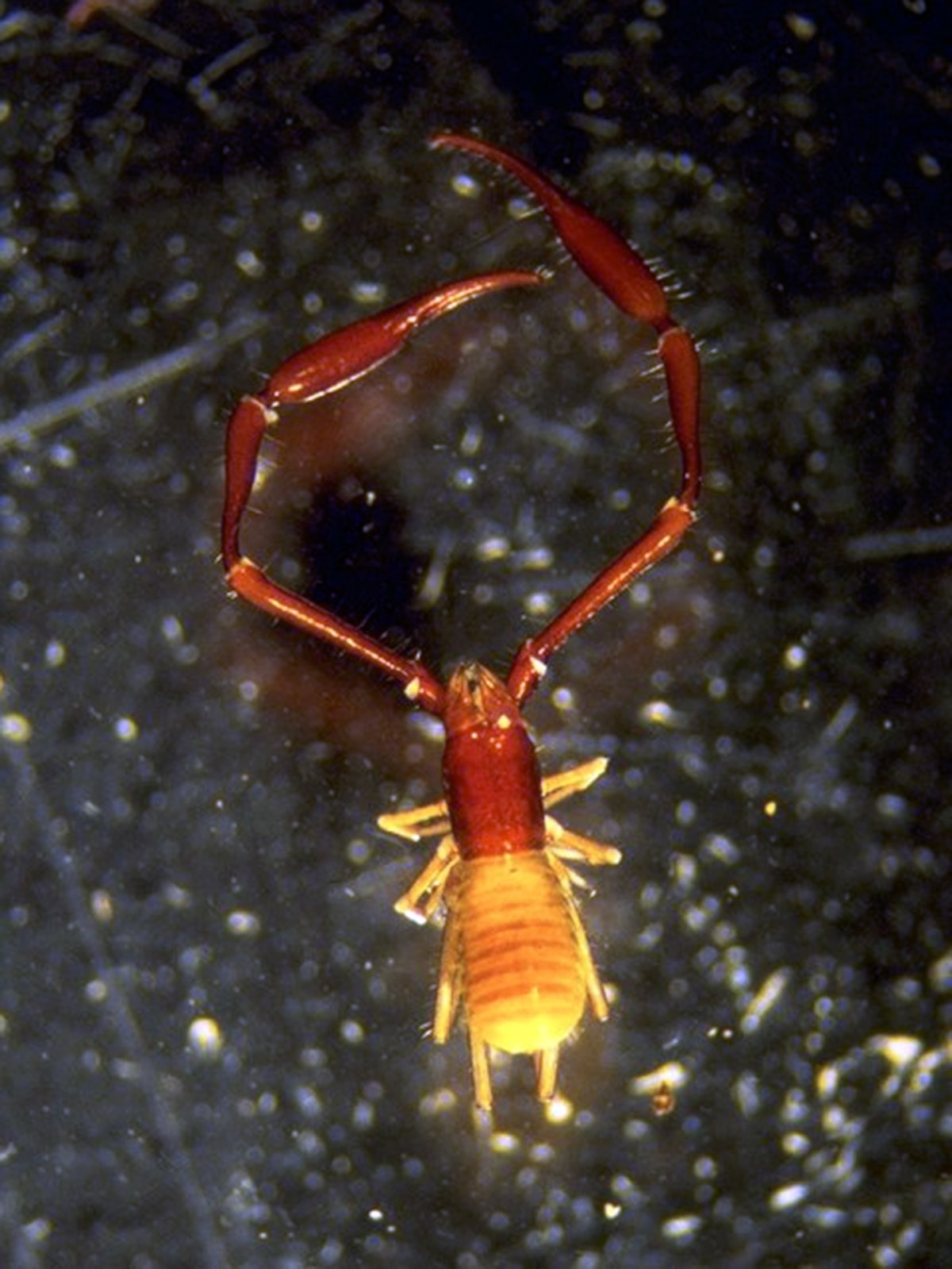 Venomous New Pseudoscorpion Found in Colorado Cave
