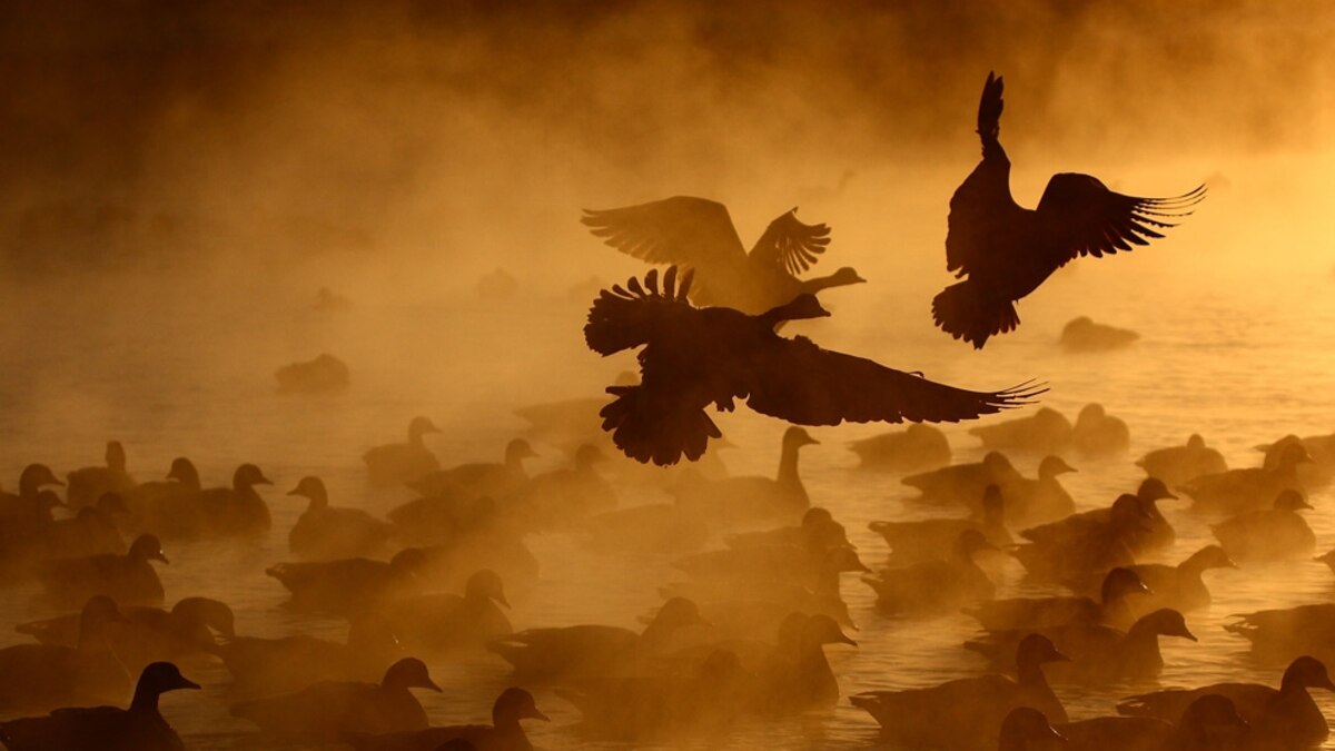 Aquatic Species Photos -- National Geographic | National Geographic