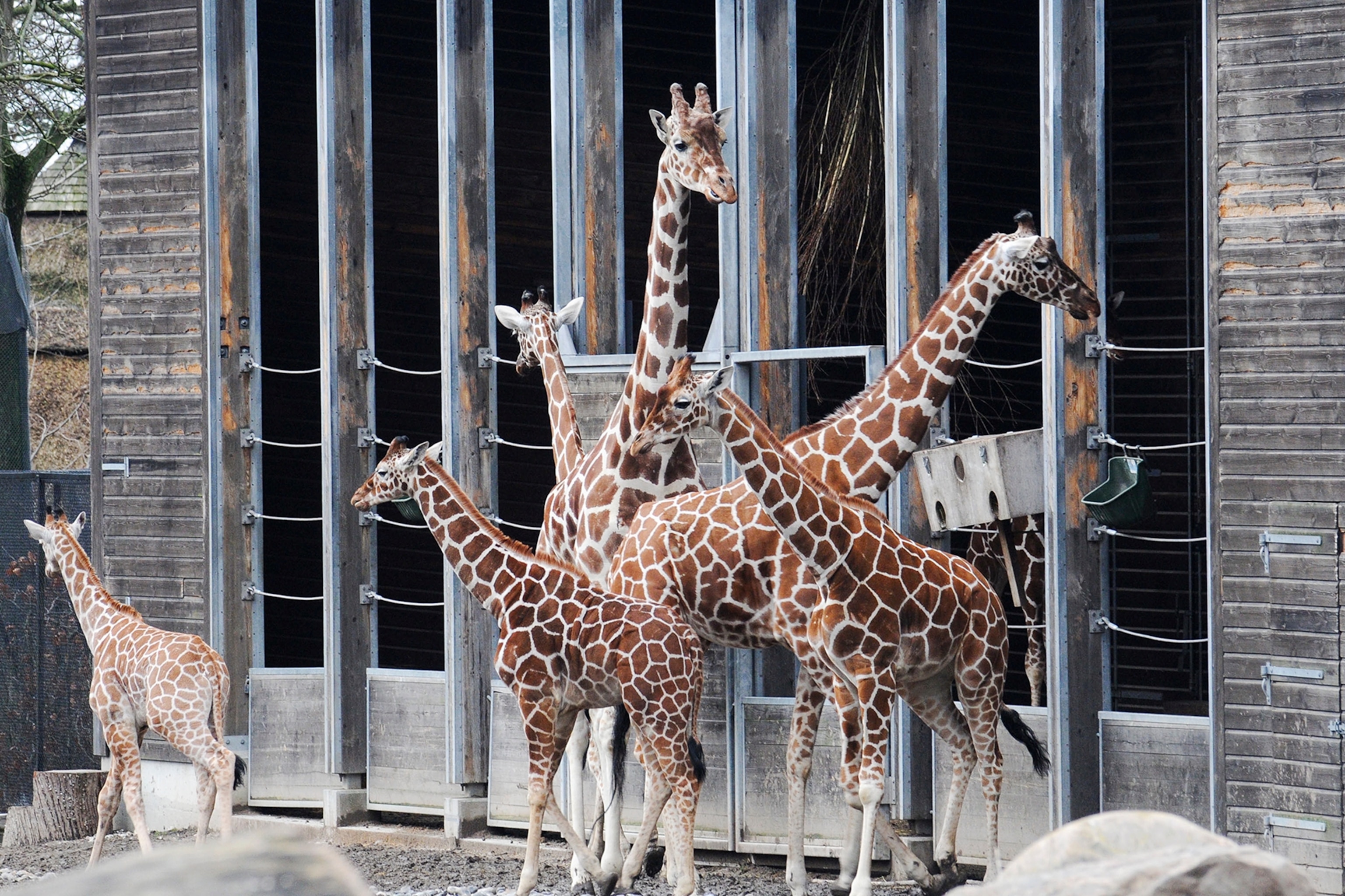 First on National Geographic: Second Giraffe Won't Be Killed, Says ...