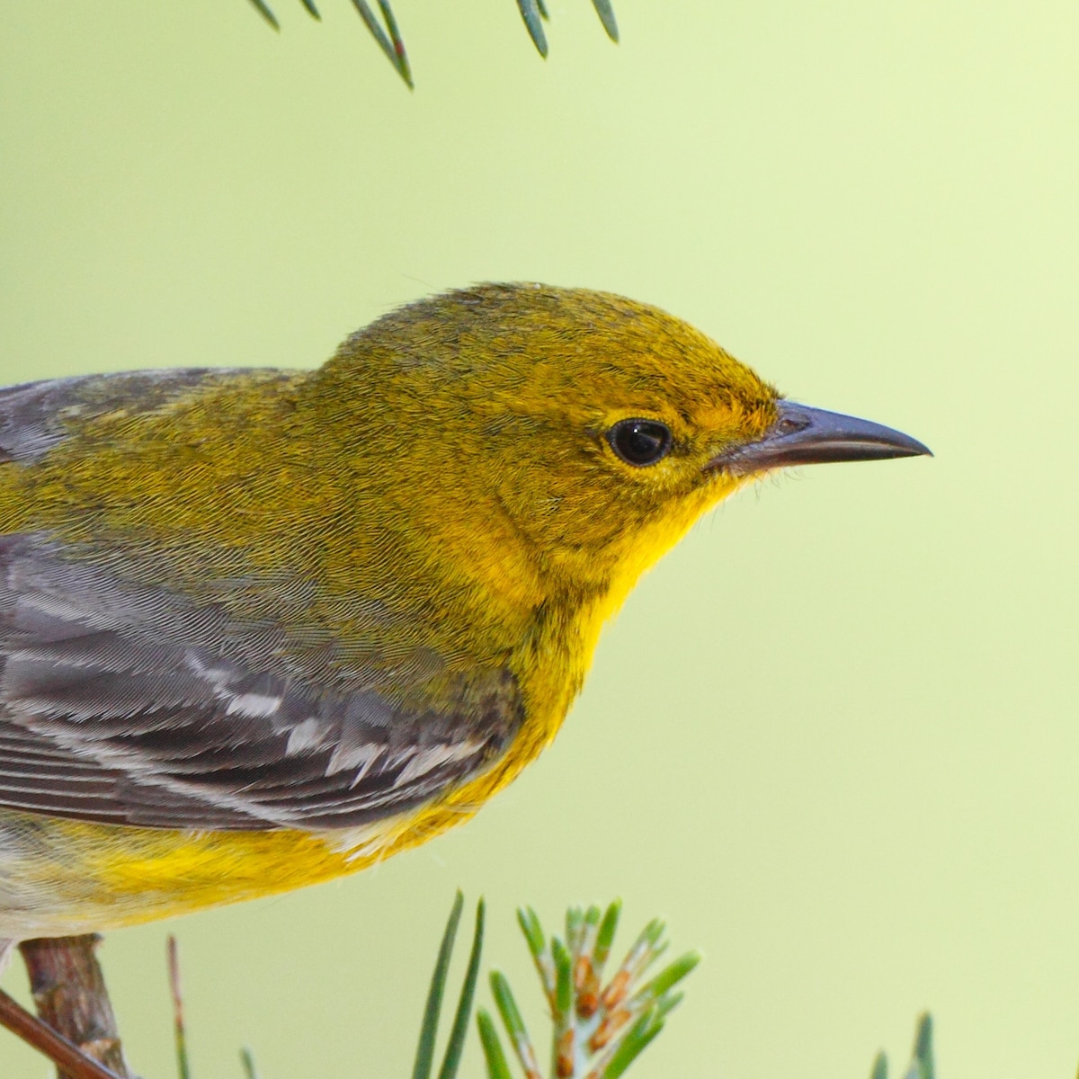 Pine Warbler | National Geographic