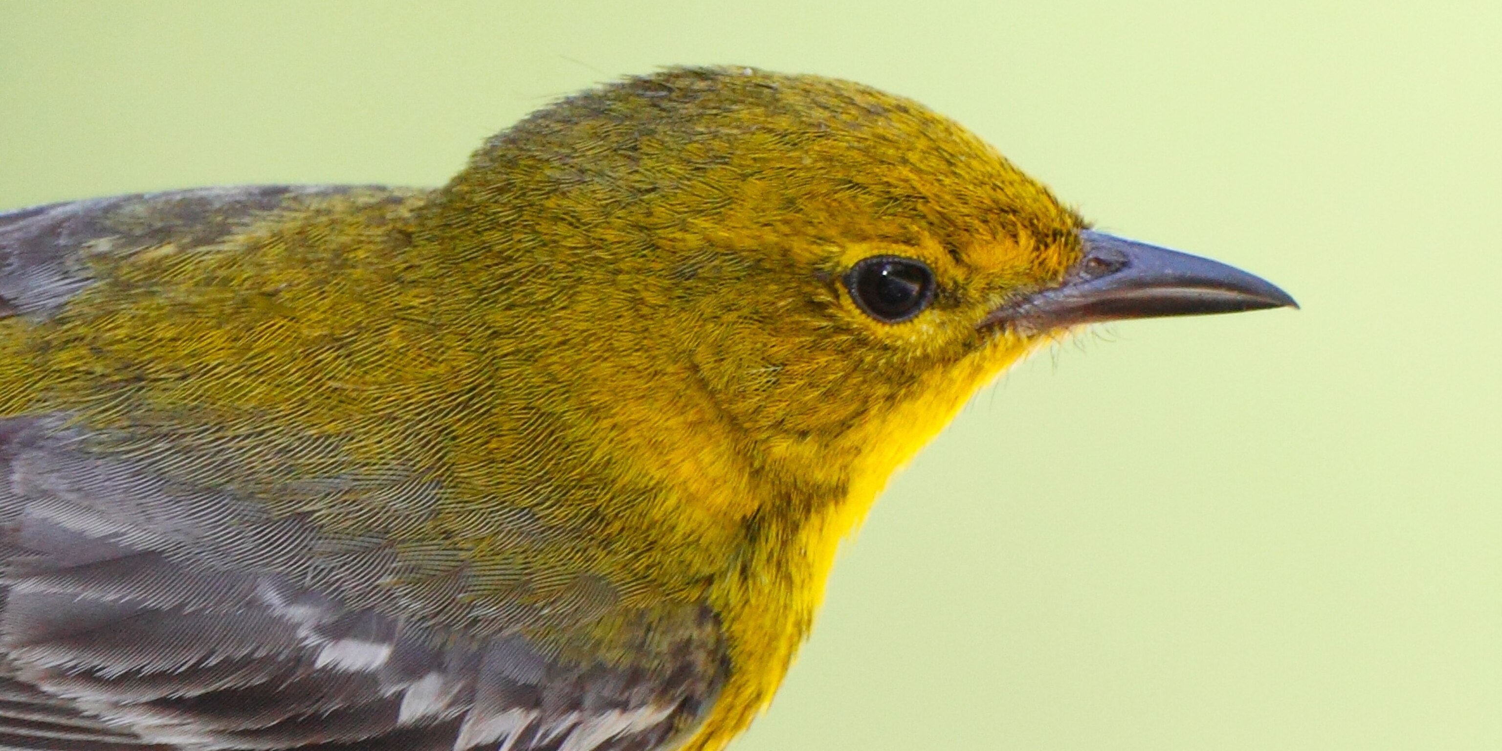 Pine Warbler Pine Warbler Identification, All About Birds, Cornell Lab