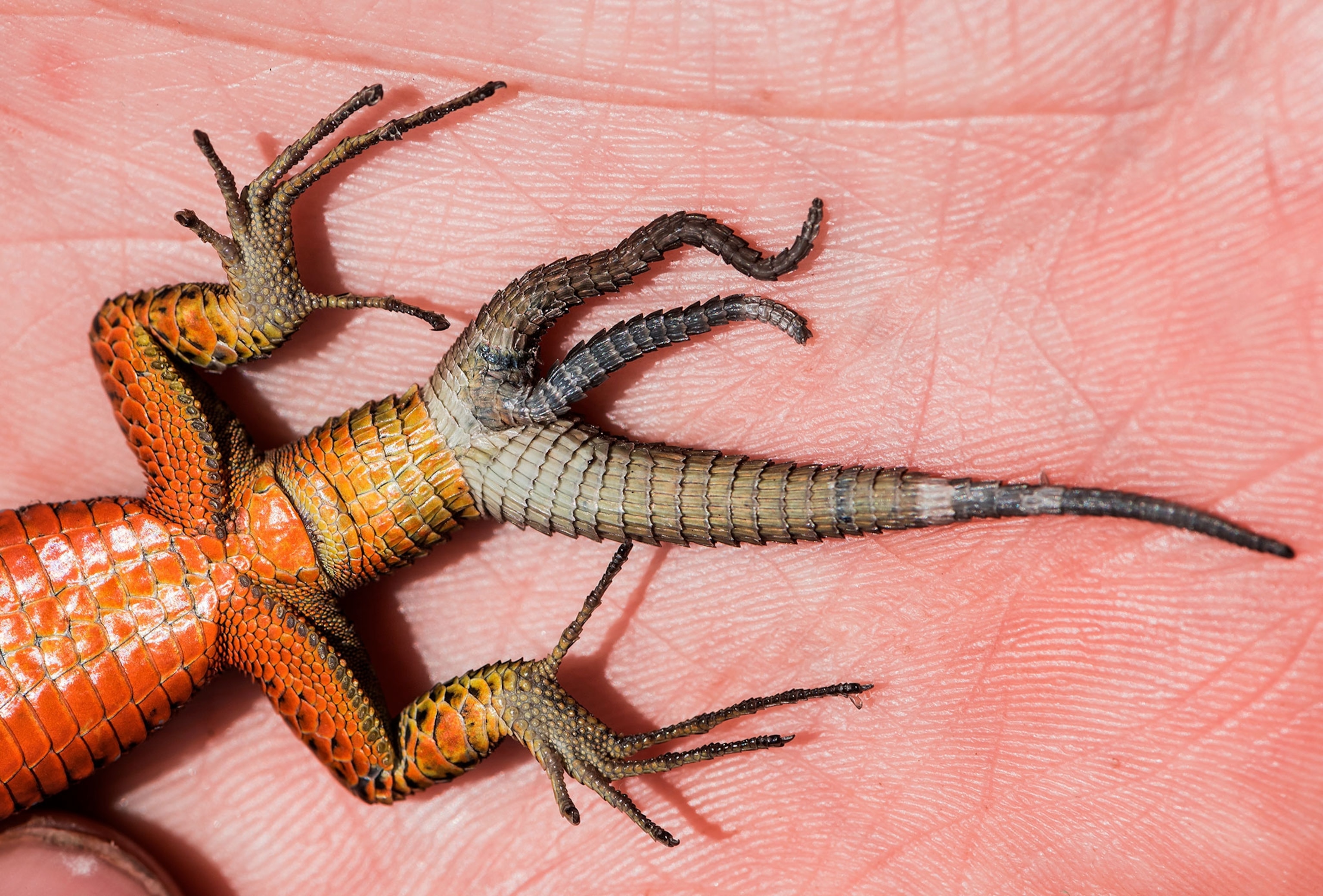 Top 10 Weirdest Animal Stories of 2015—Editors’ Picks | National Geographic