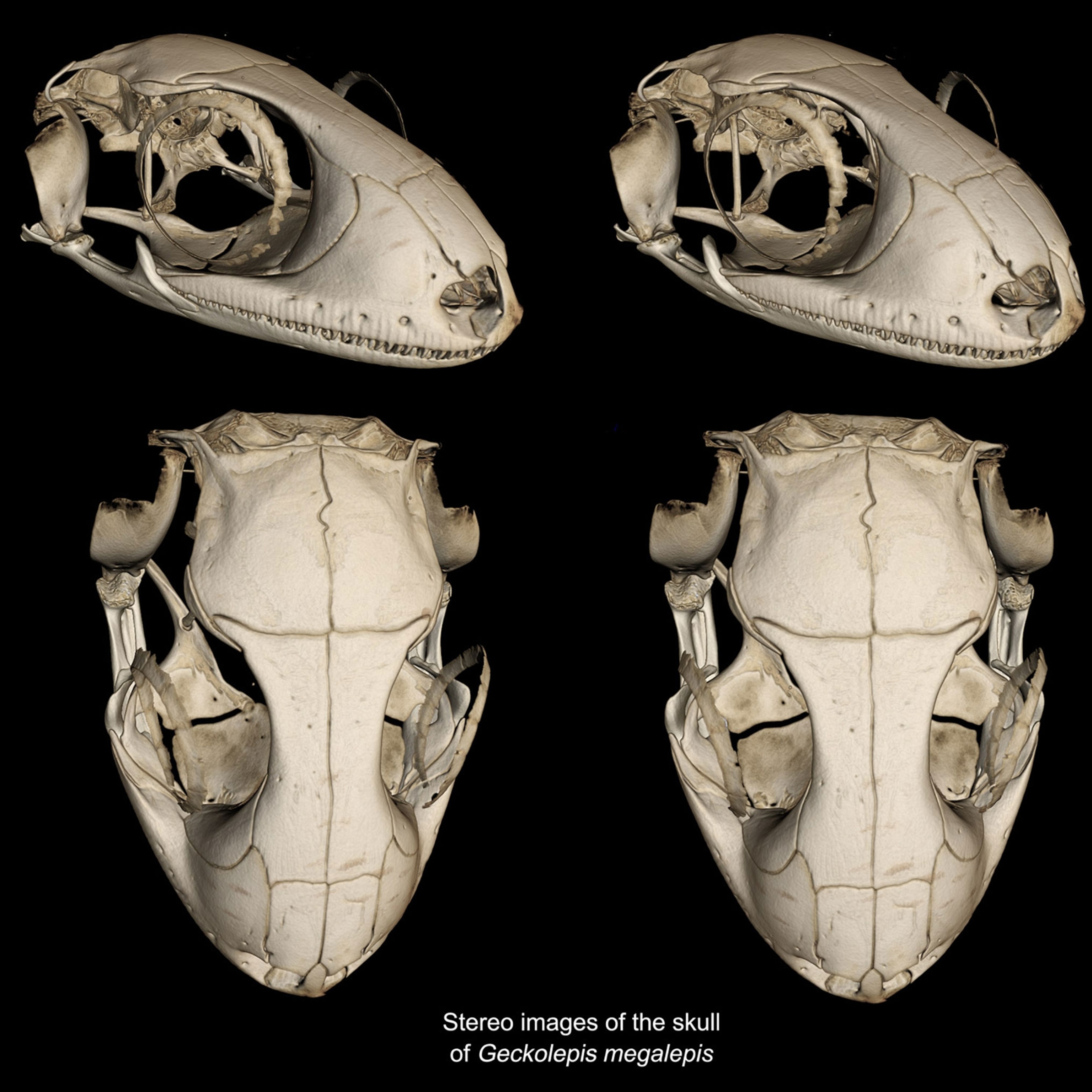 New Gecko Sheds Skin on Demand, Looks Like Raw Chicken