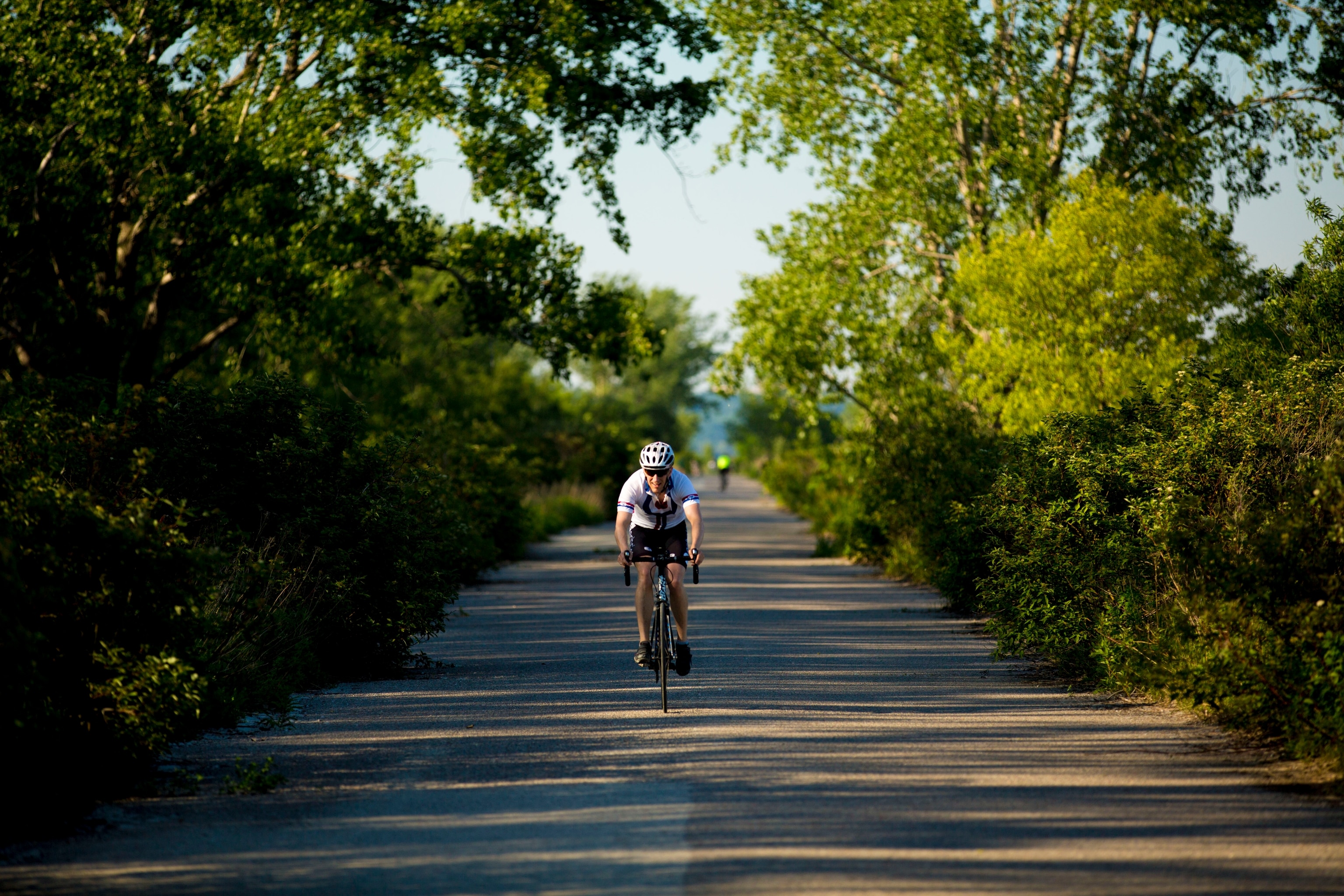 The elusive urban forest that lies beneath Toronto
