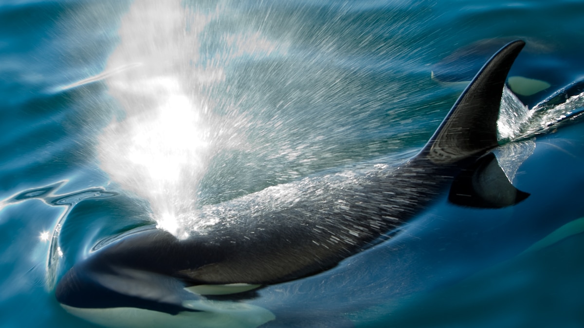 Hot Flashes in Cold Waters? Killer Whales Undergo Menopause | National ...