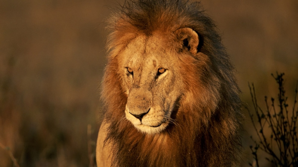 Big Cat Pictures - Big Cat Wallpapers - National Geographic | National ...