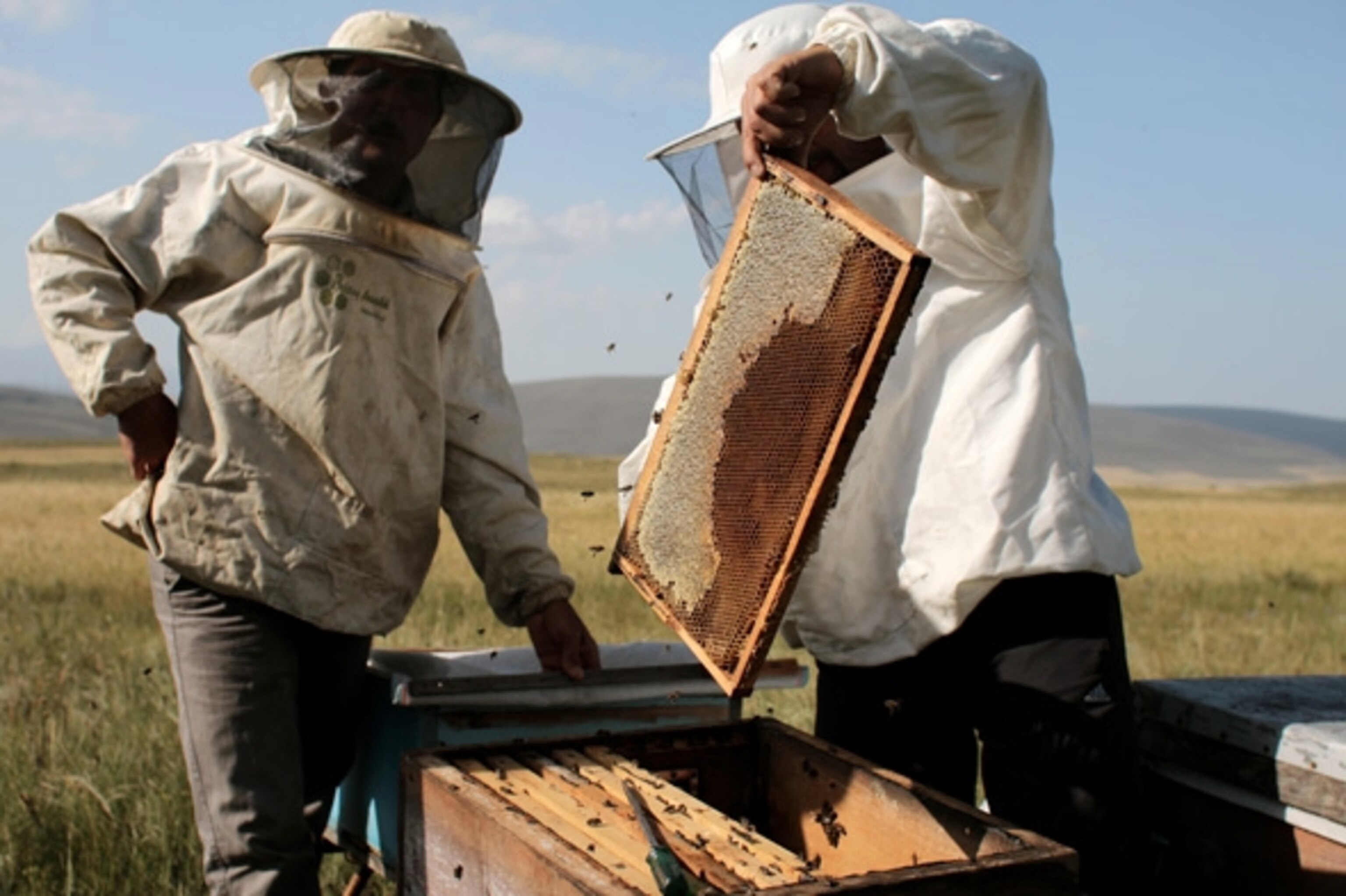 Darwinian Tourism: Honey Hunting in the Caucasus