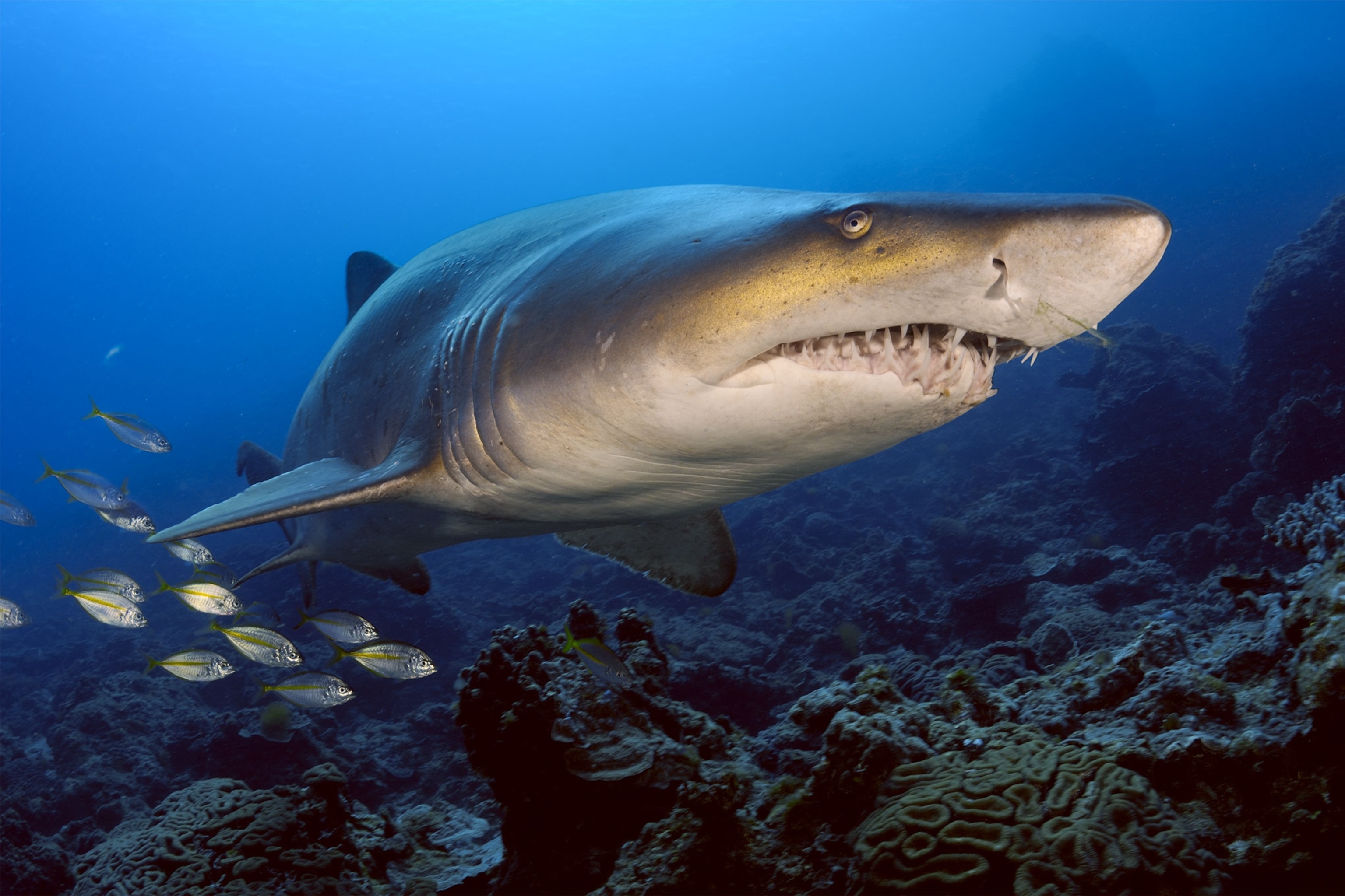 Snakes, Sharks, and Other Wild Animals Americans Want