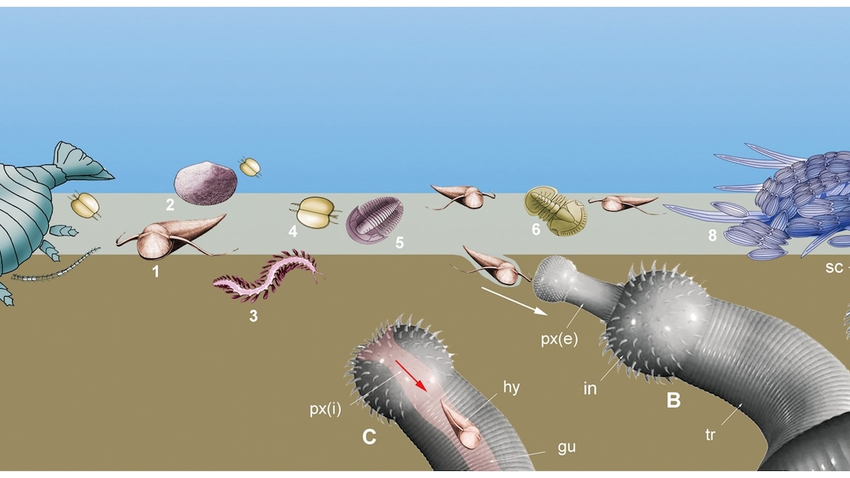 Cambrian Penis Worms Were Voracious Opportunists | National Geographic