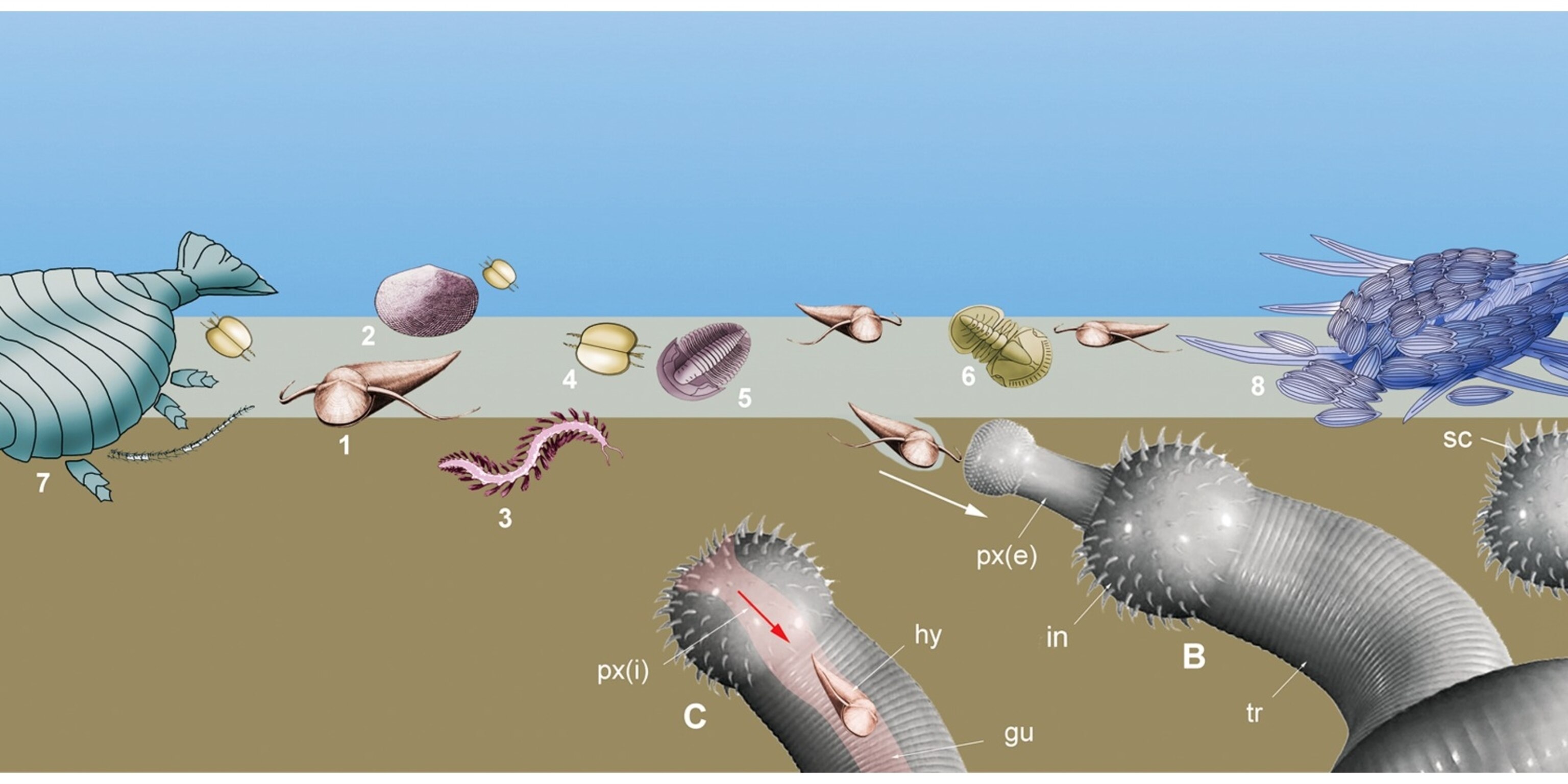 Cambrian Penis Worms Were Voracious Opportunists