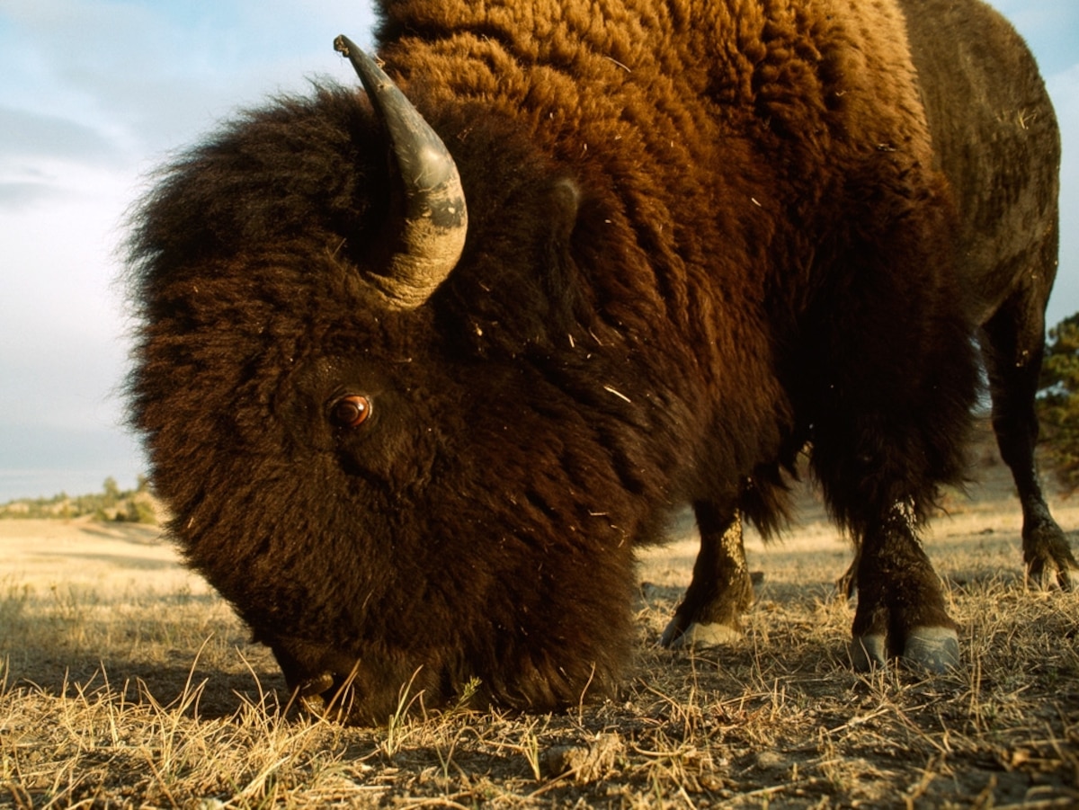 Bison Pictures - National Geographic