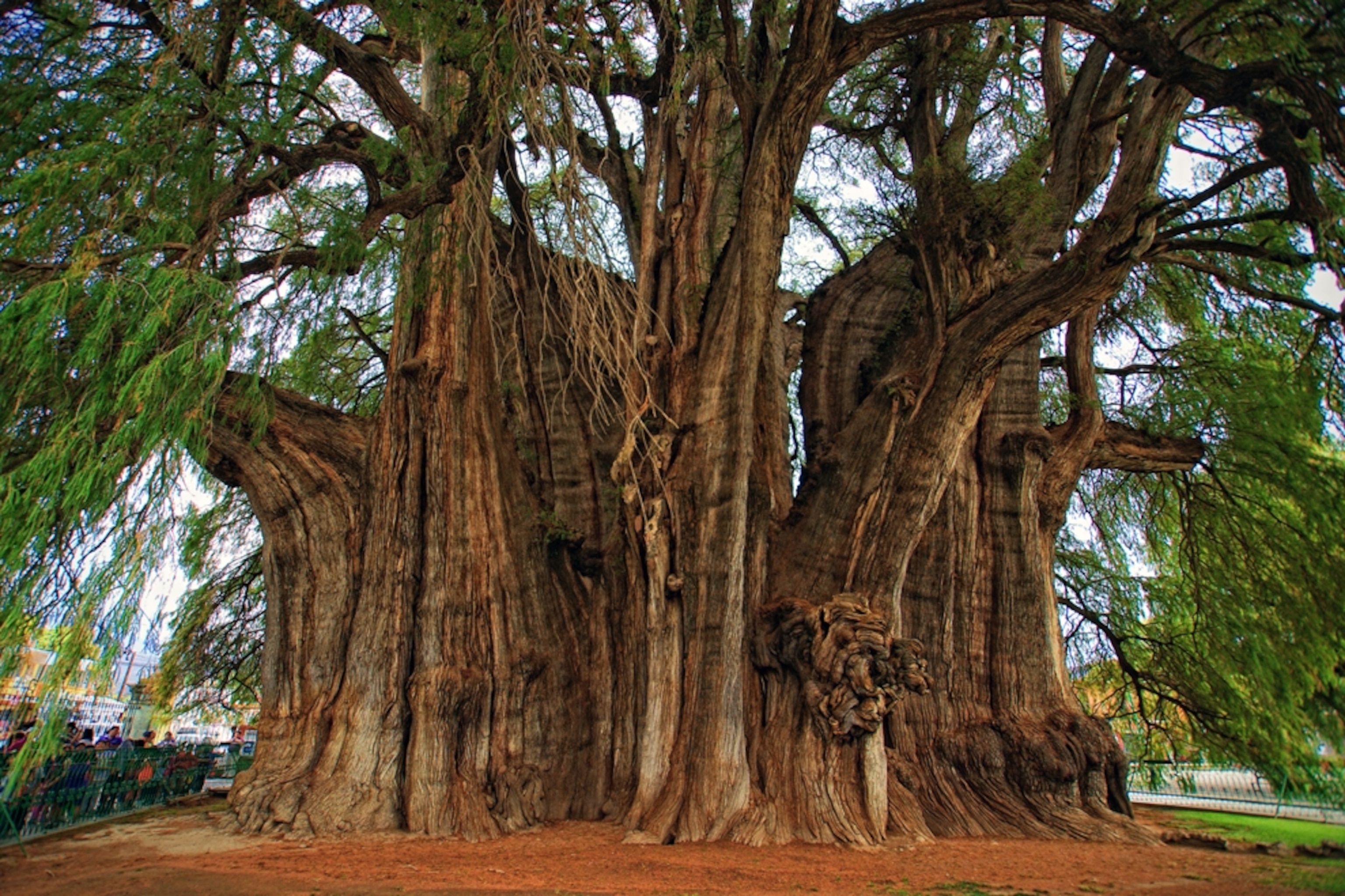 Pictures: 11 Sacred and Iconic Trees