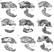 Demythologizing Arctotherium The Biggest Bear Ever National Geographic